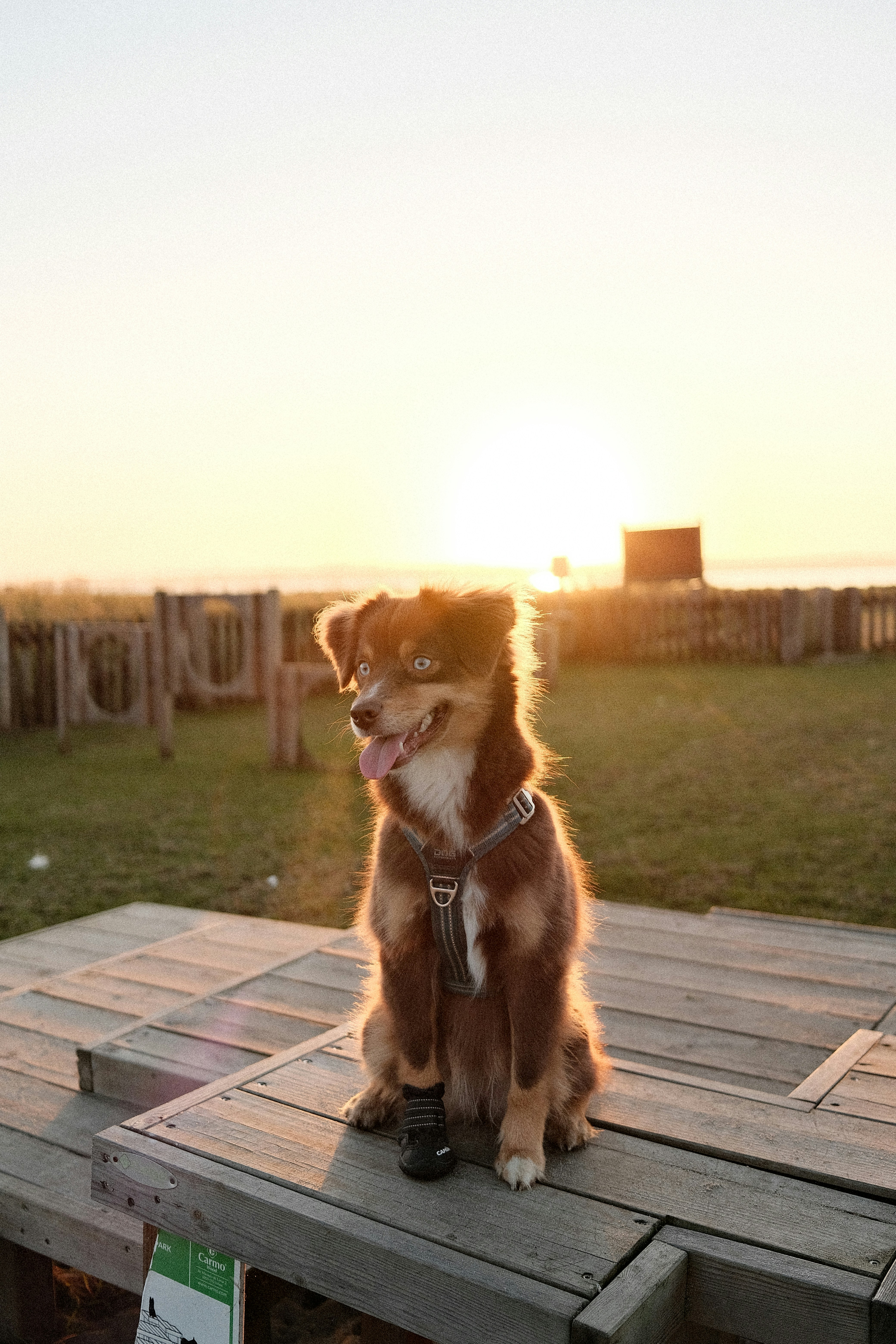 Golden Hour Pup on a Weathered Deck