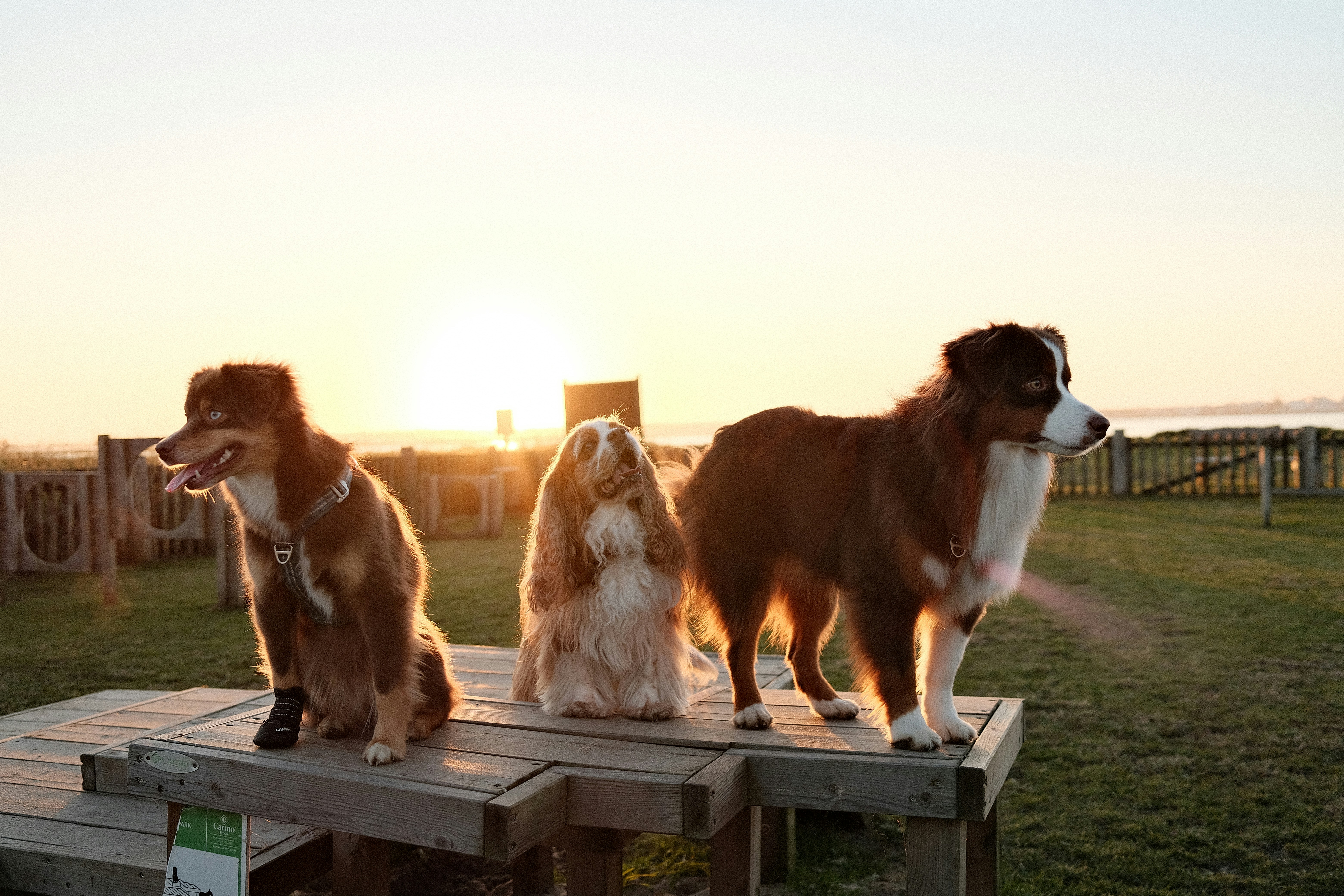 Three dogs pose against a beautiful sunset. photo – Free Dog Image on ...