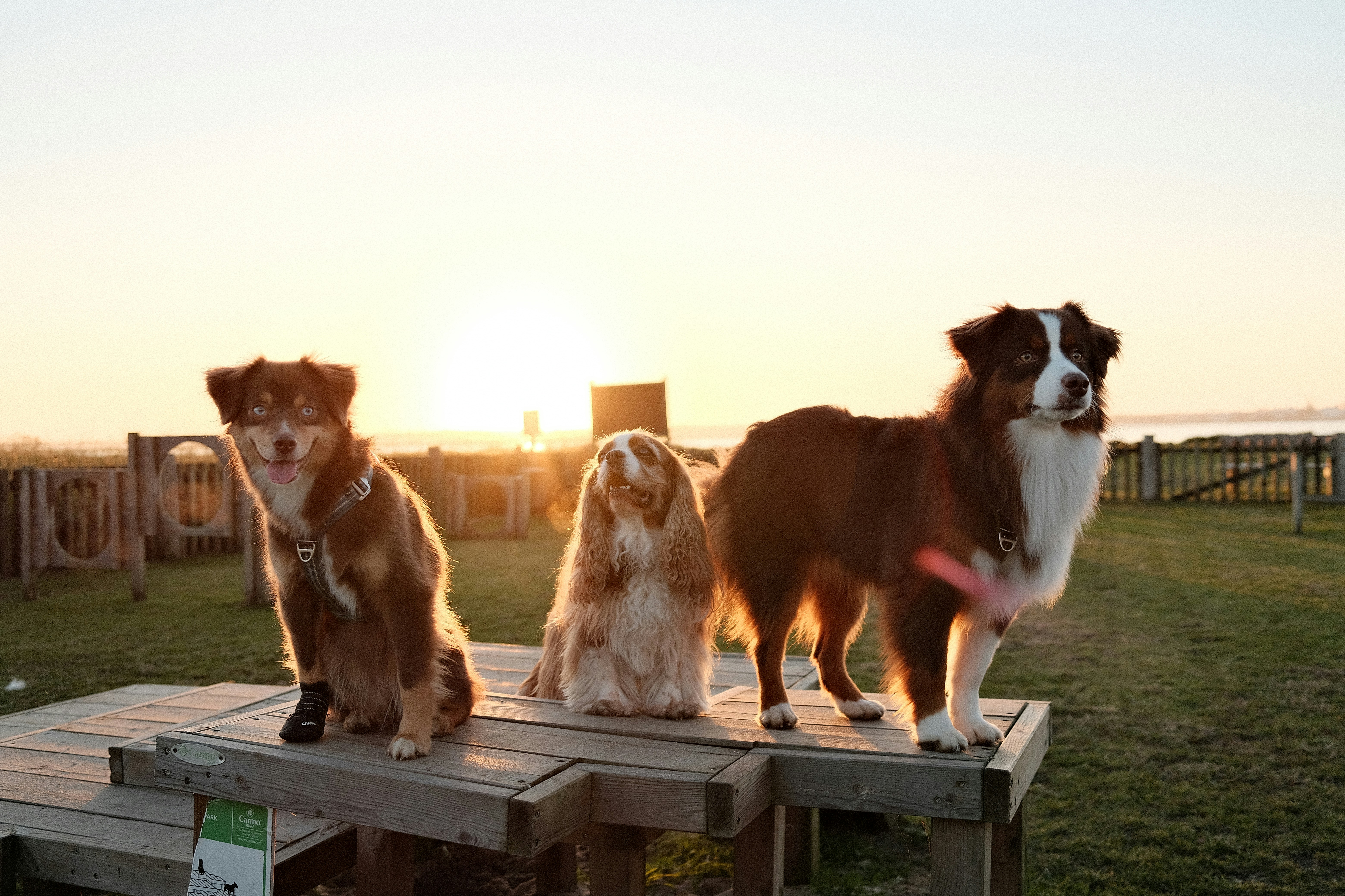 Three dogs pose happily during sunset. photo – Free Portrait Image on ...