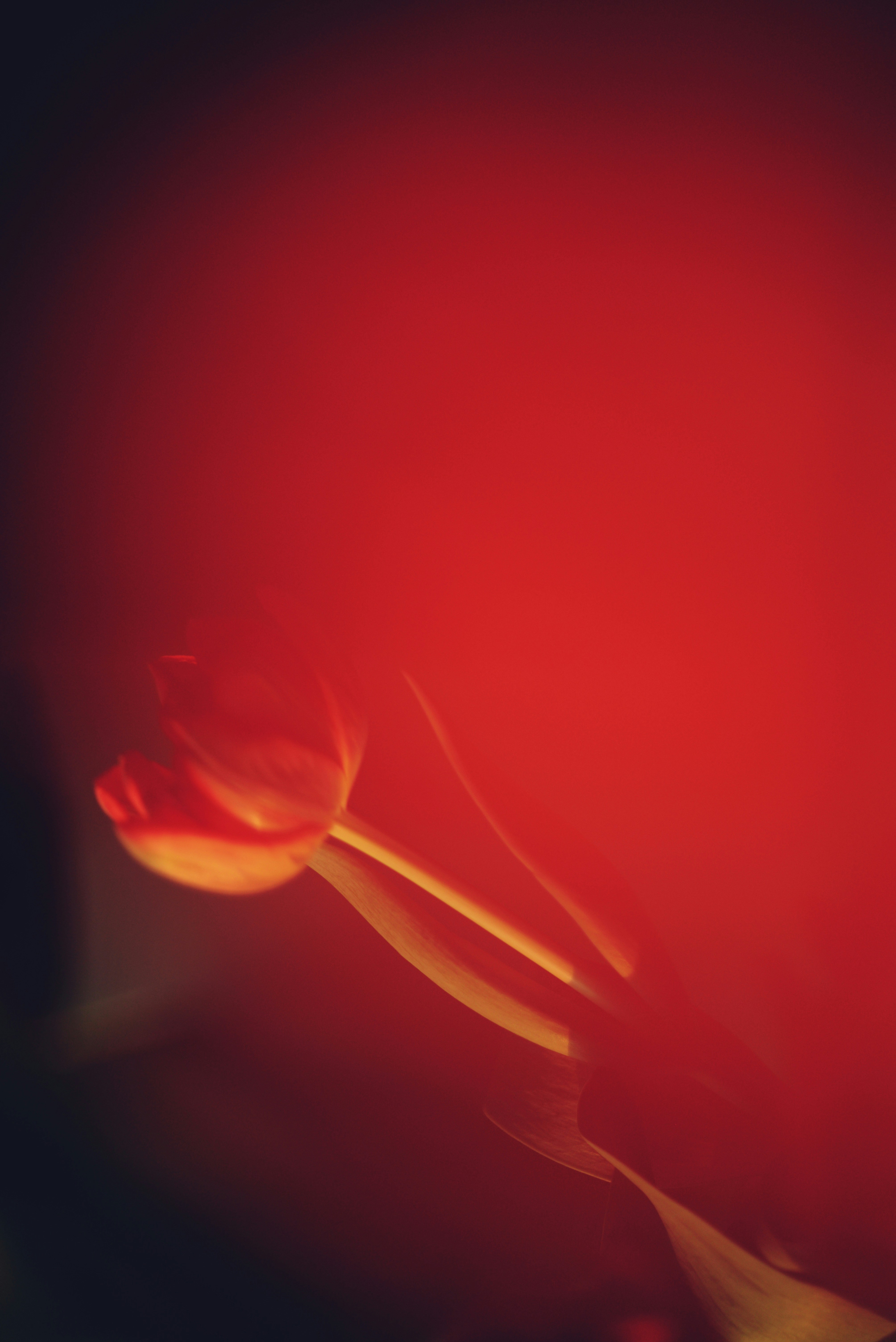 A single tulip stands in the red light. photo – Free Image on Unsplash