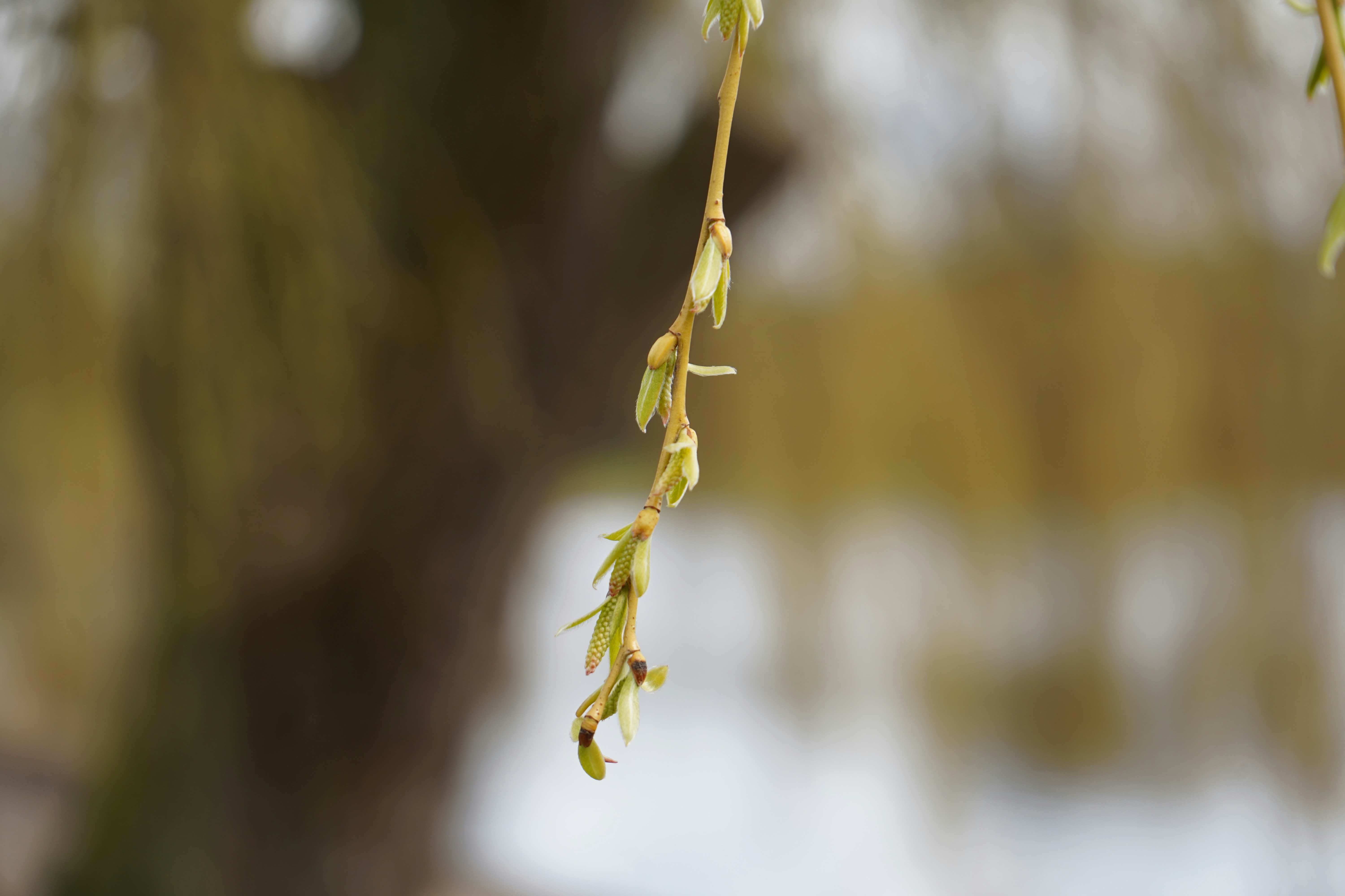 Close-up of a budding willow branch against a softly blurred background.