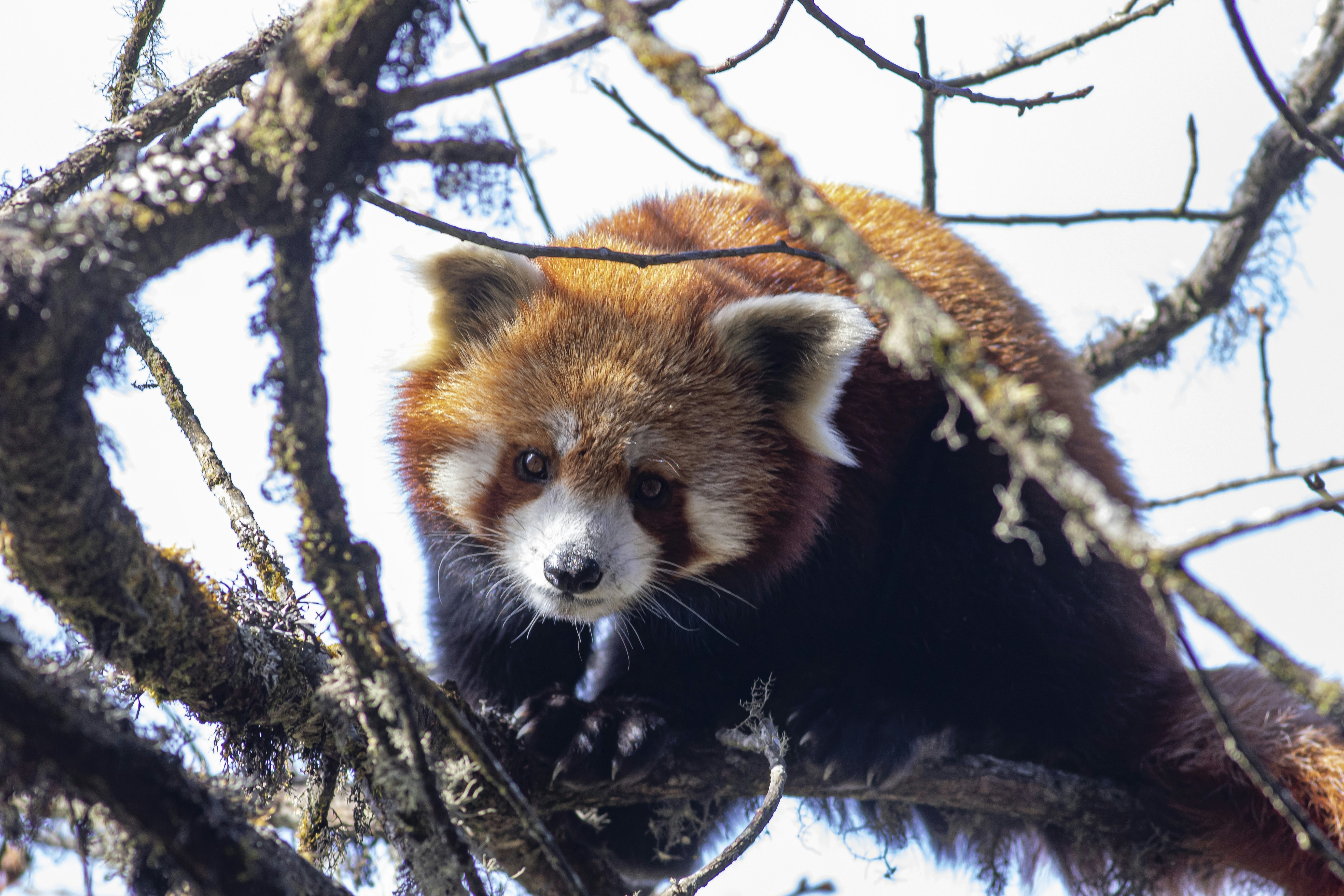 Whiskered Wanderer: A Red Panda's Arboreal Retreat