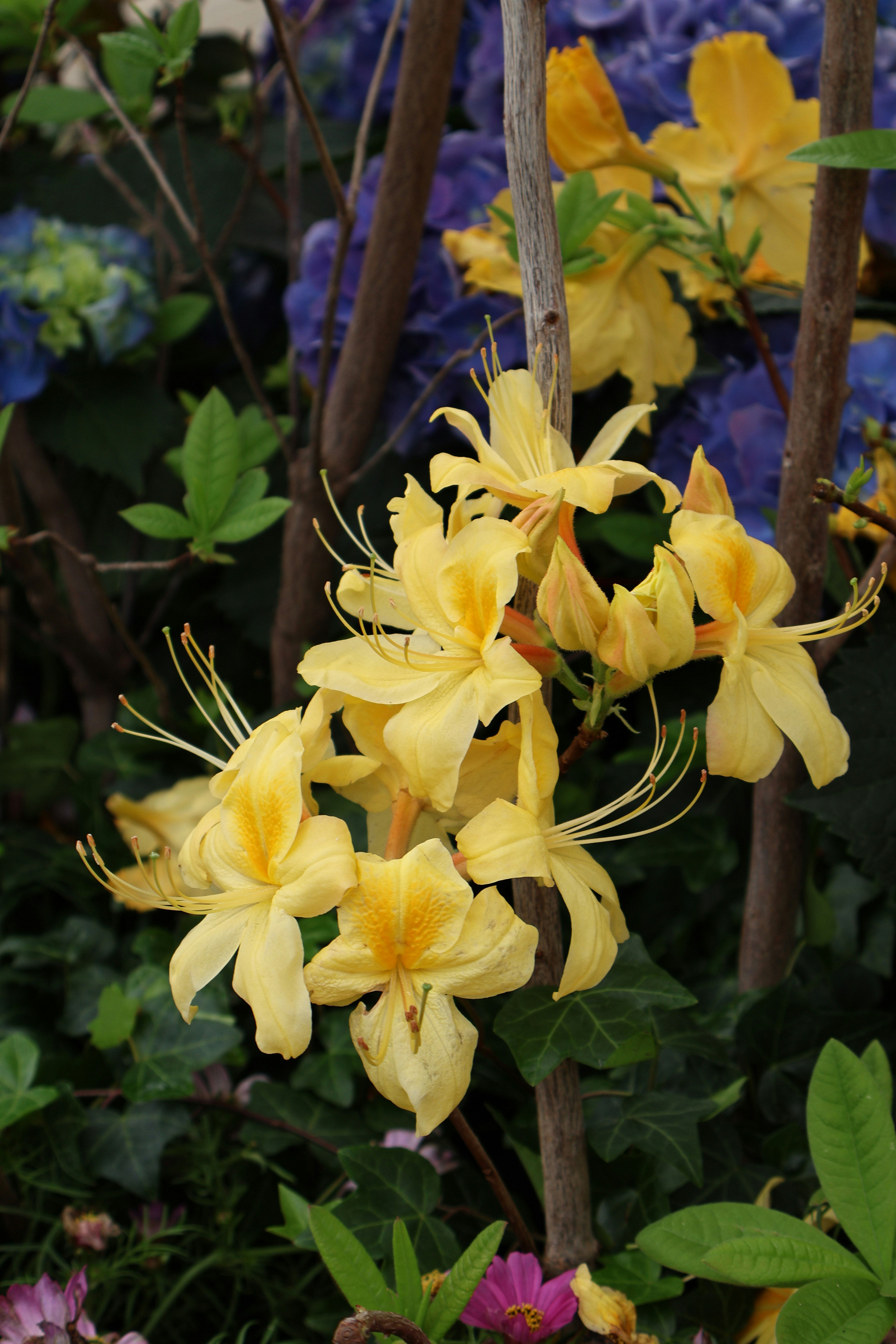 Yellow Azalea Cascade: Sunlit Blooms Against a Tangle of Stems