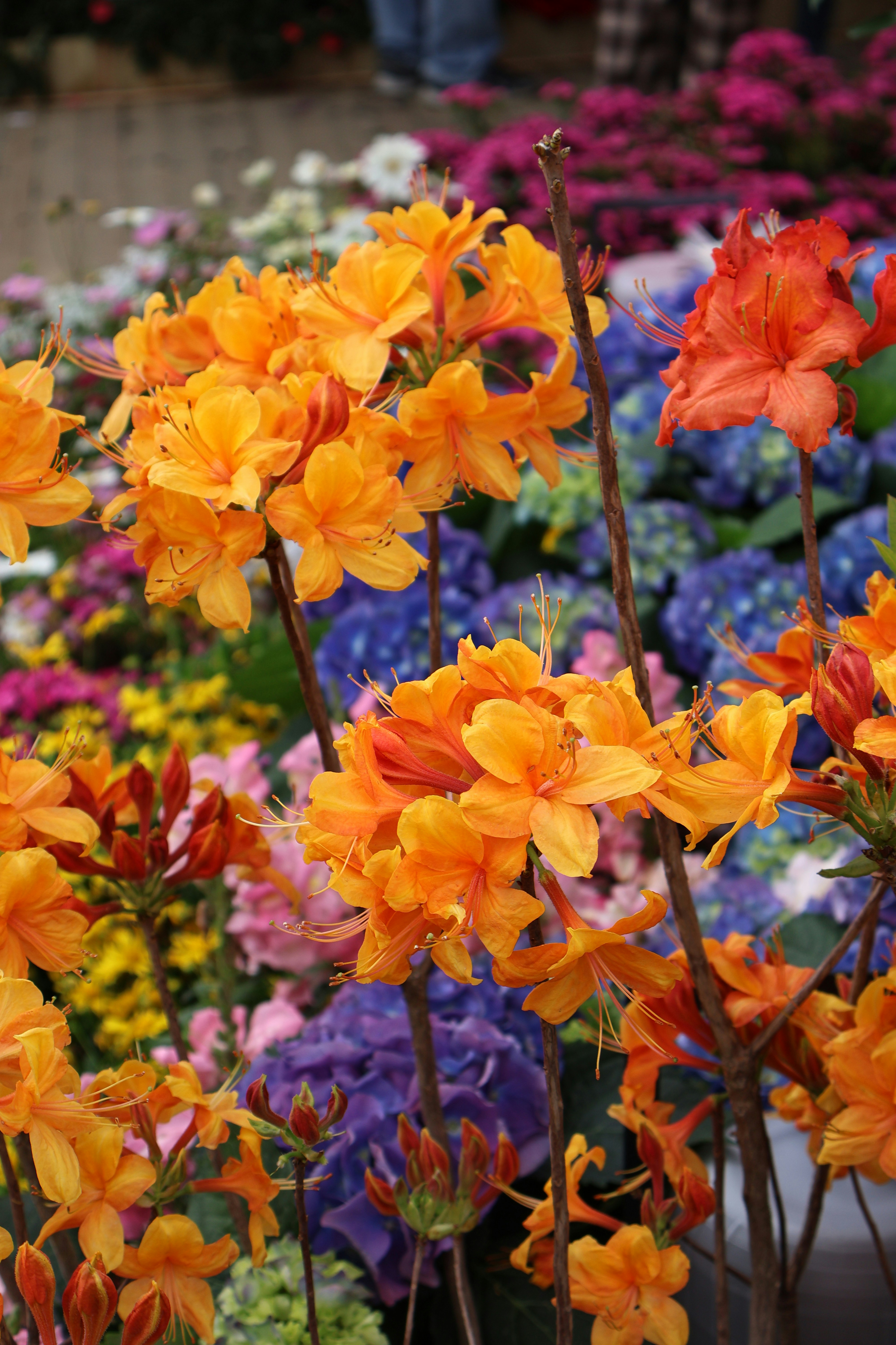 Bright orange flowers bloom in a colorful garden. photo – Free Flower ...