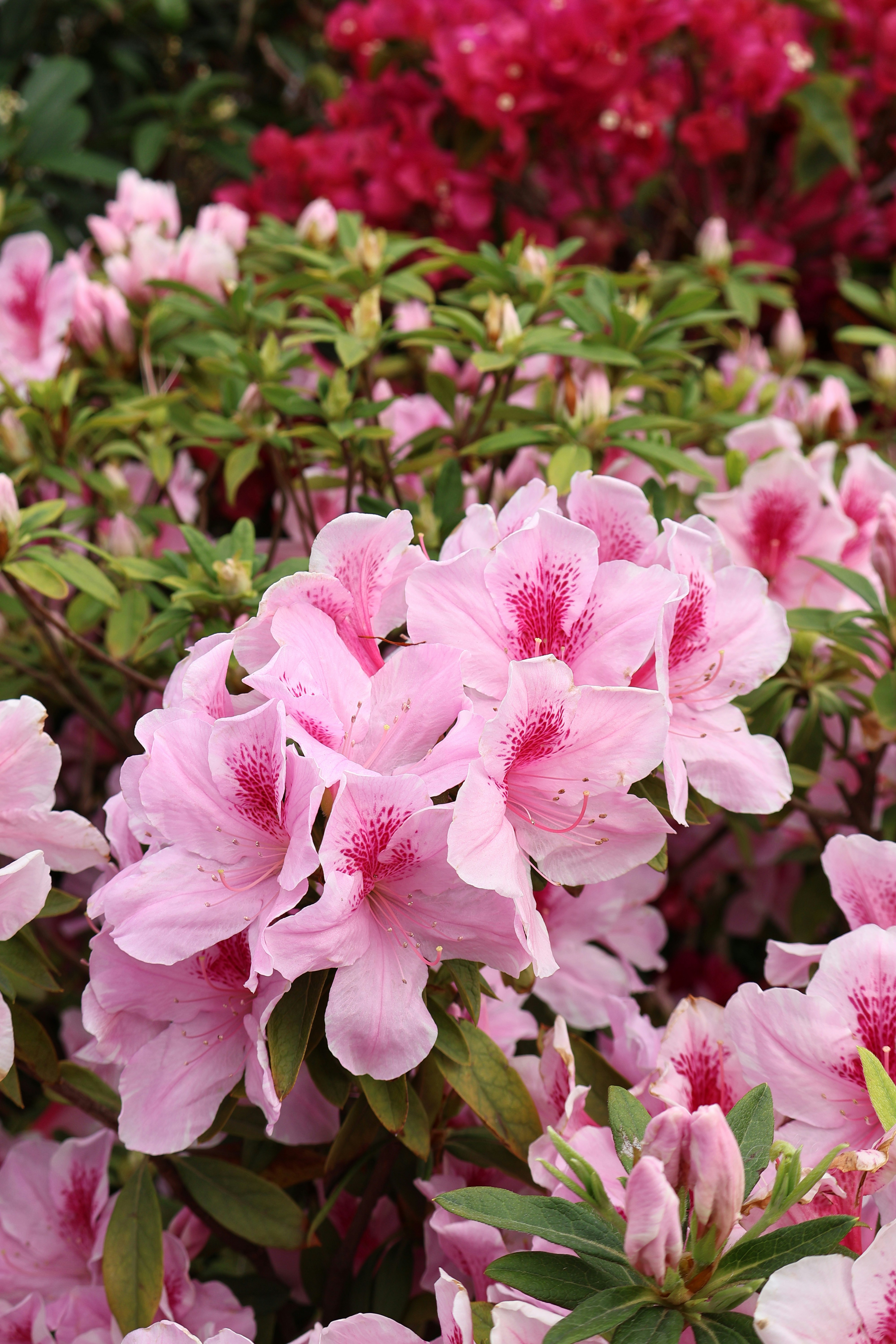 Pretty pink and red azaleas bloom beautifully. photo – Free Flower ...