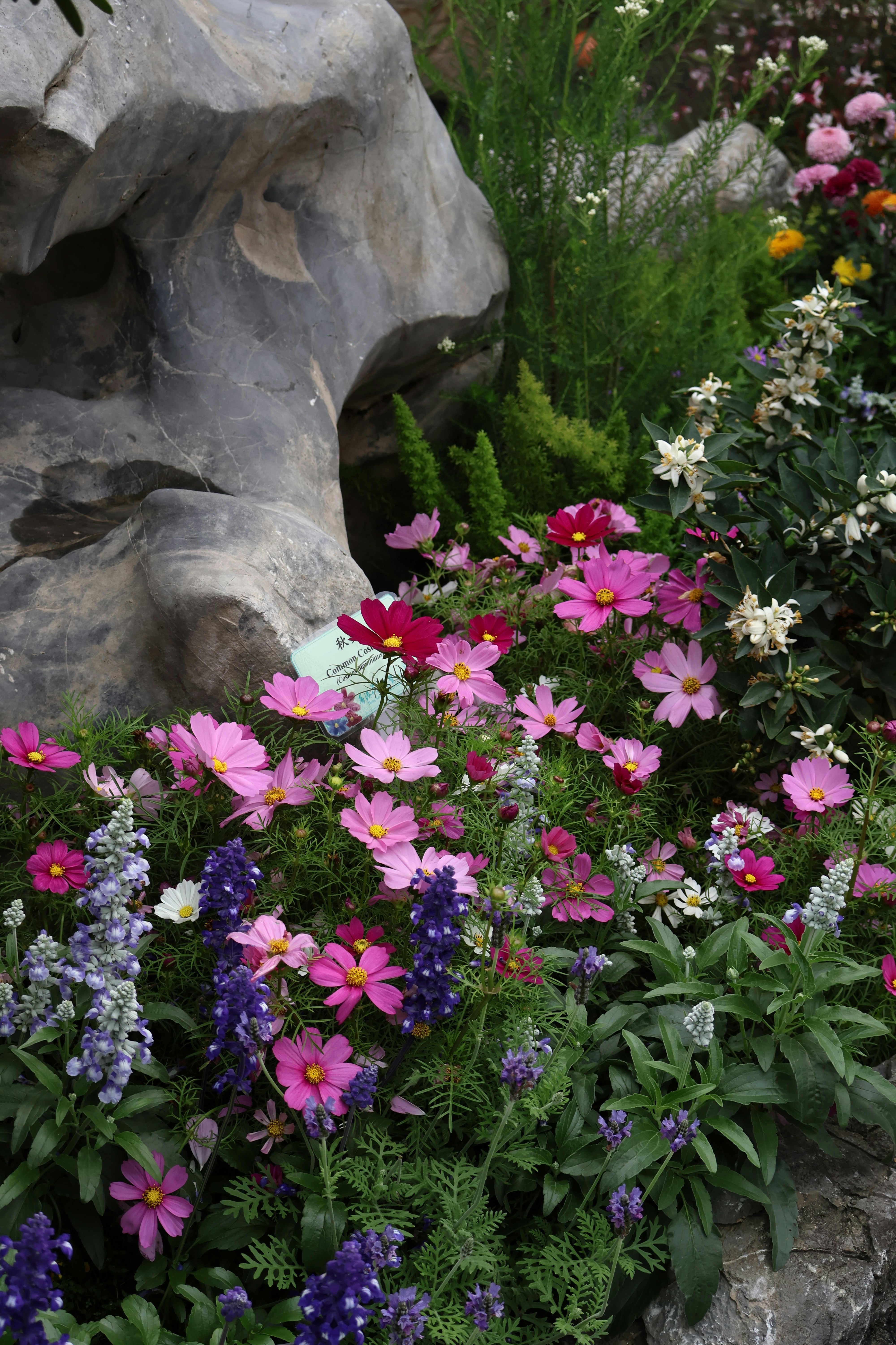 Las flores de colores florecen cerca de una roca grande y desgastada ...