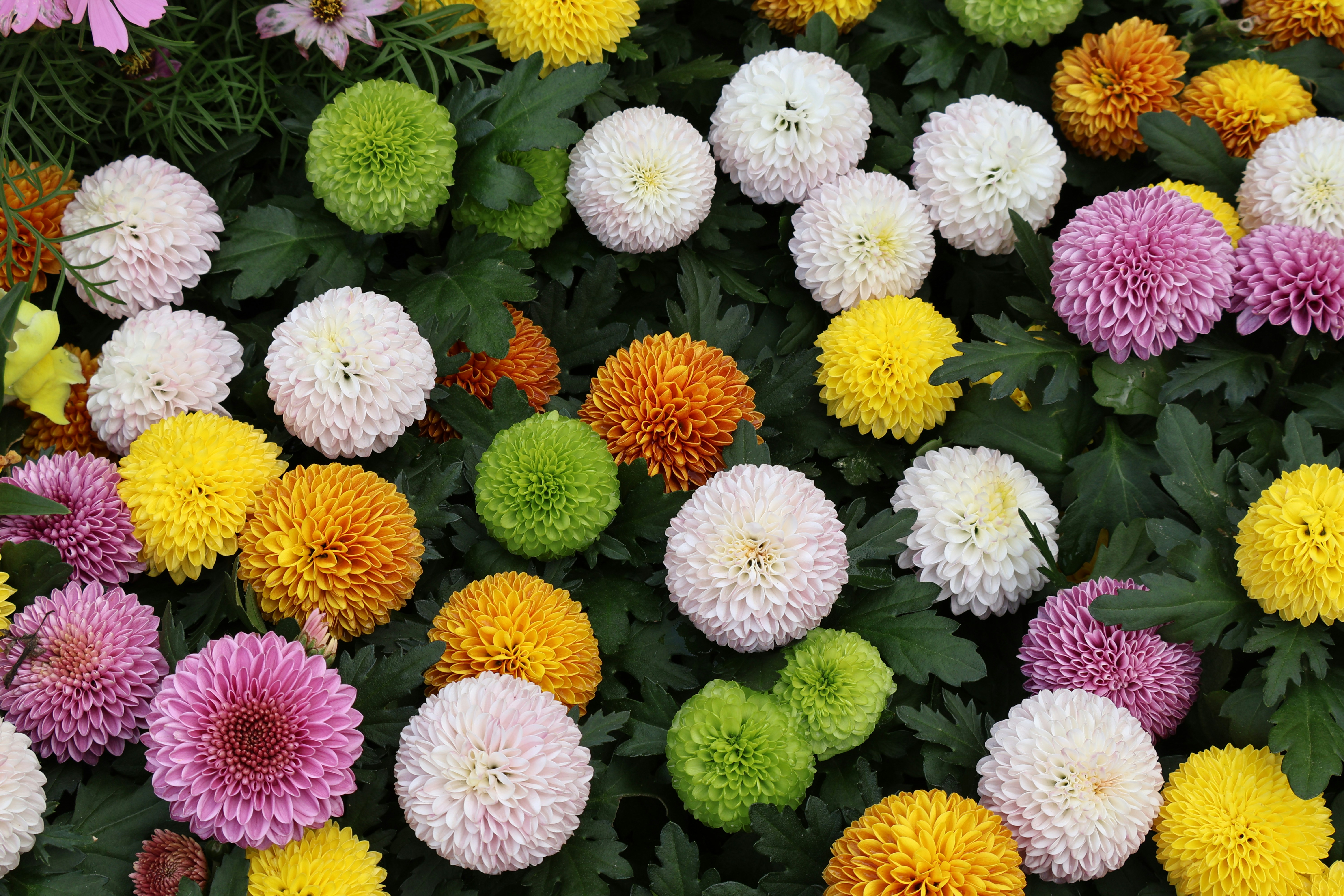 Pompon Bloom Mosaic: A Lively Patchwork of Chrysanthemums
