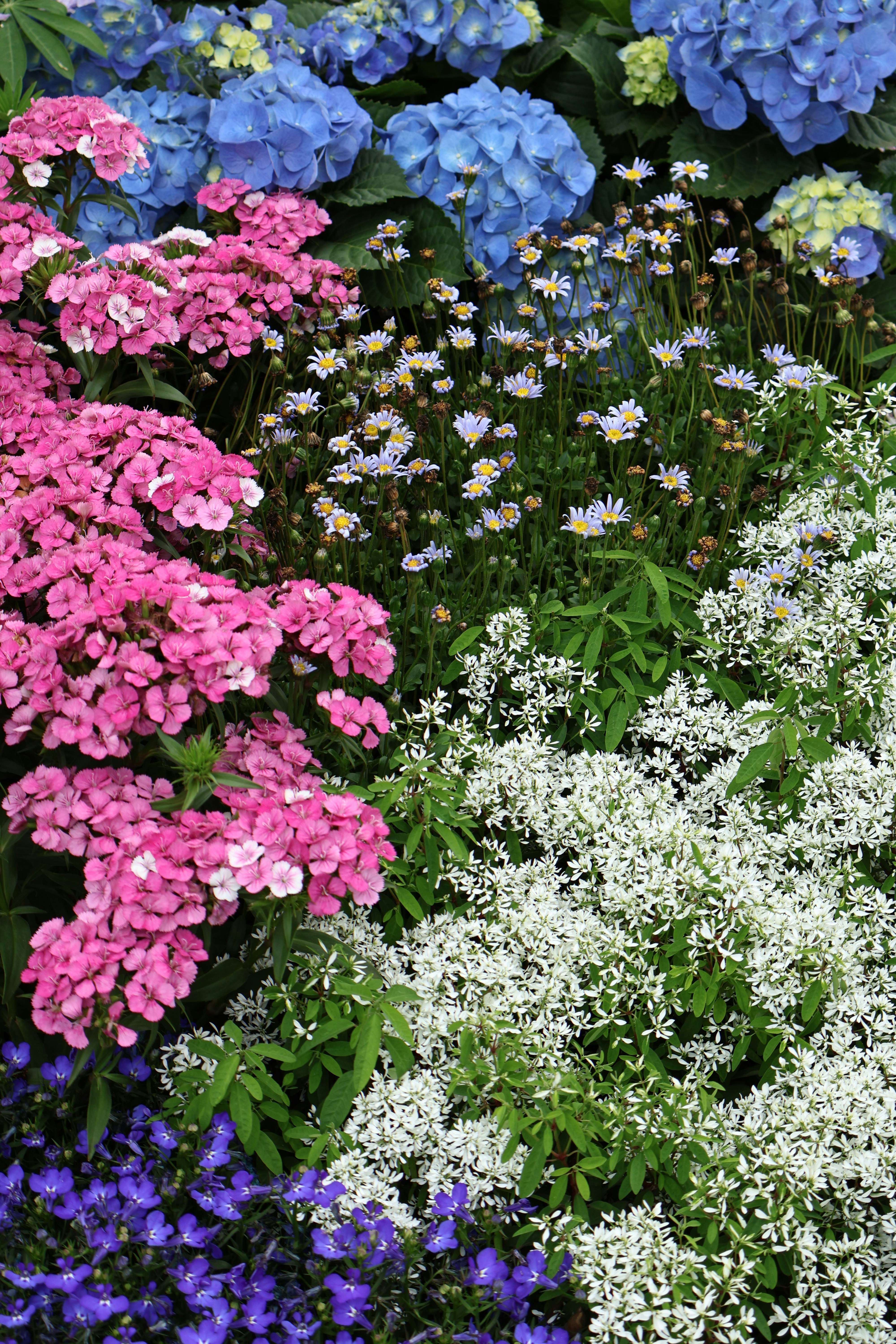 Beautiful flowers of different colors bloom together. photo – Free ...