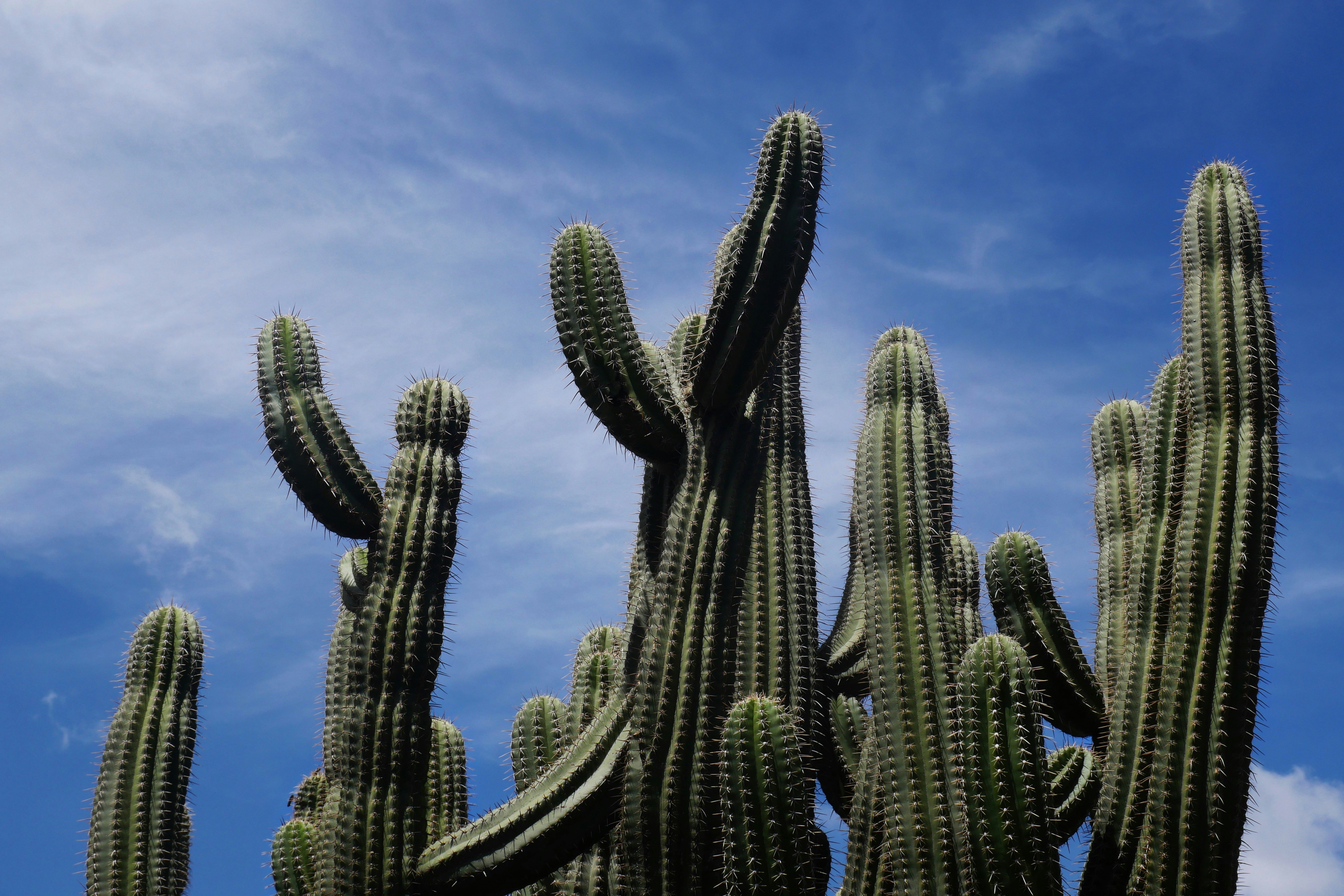 Tall cacti reaching towards a bright blue sky with wispy clouds.