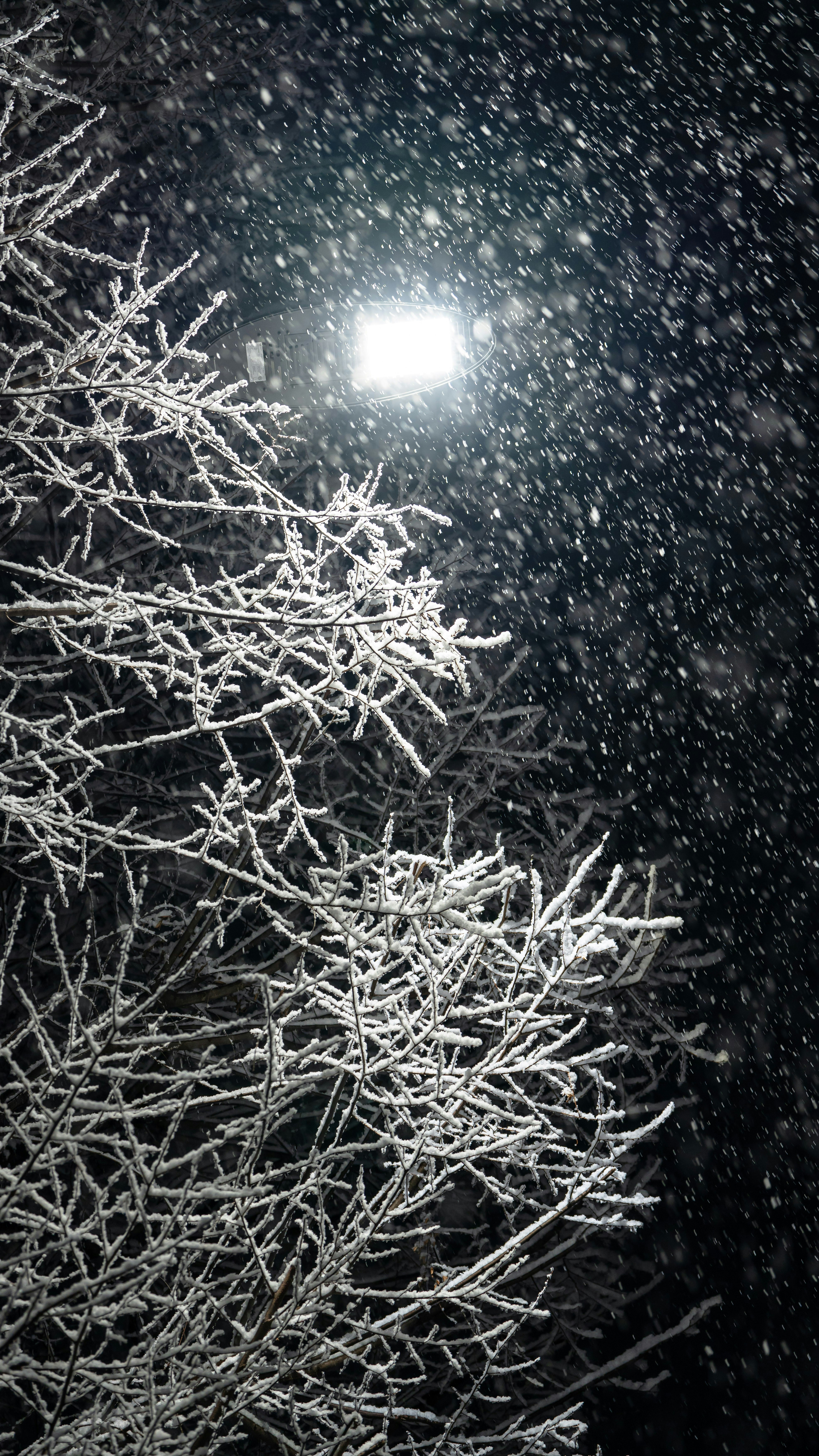 Snow-Laced Branches Framed by a Night Streetlight