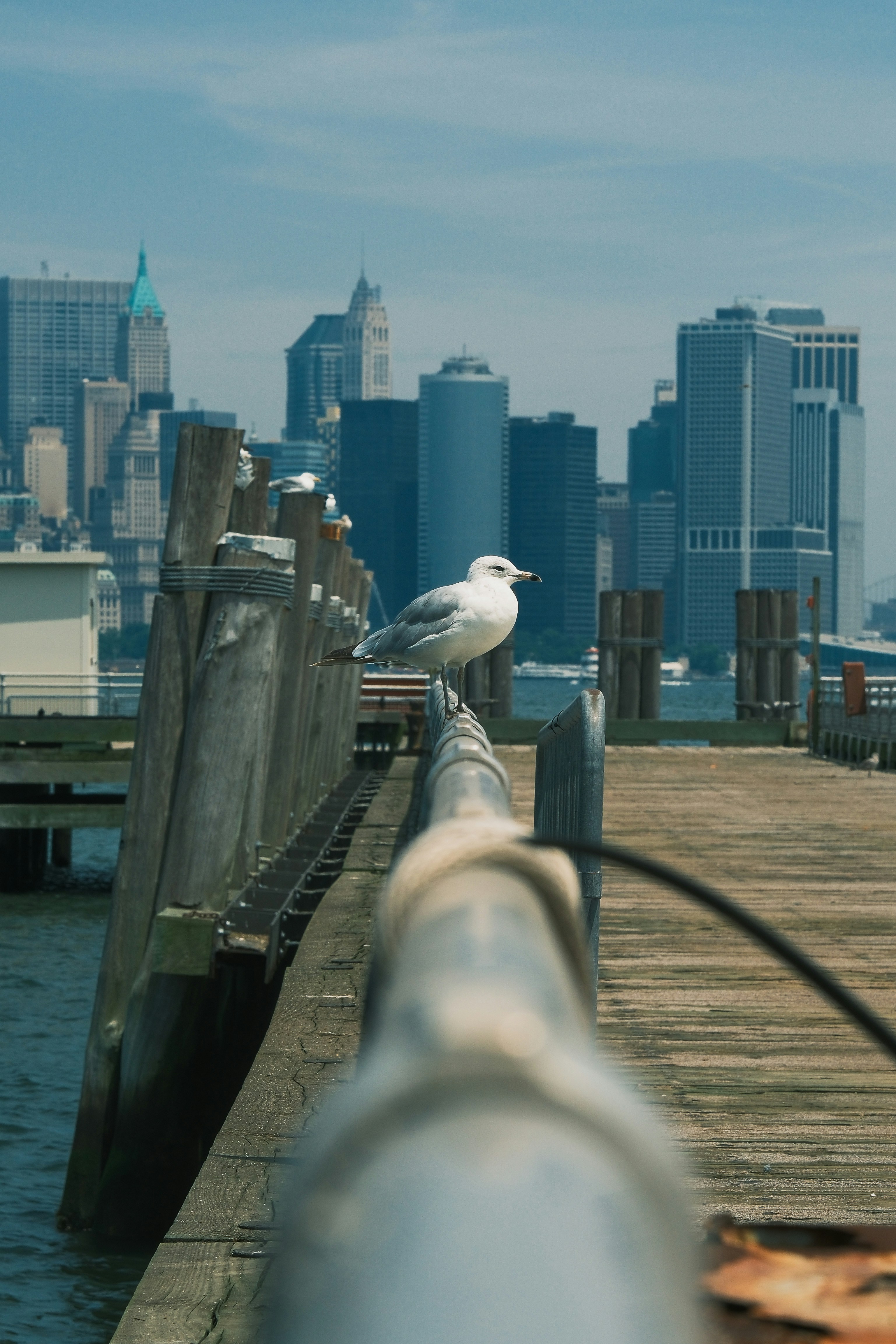 Seagull on the Pier: Weathered Rails Meet a Bluescape Skyline
