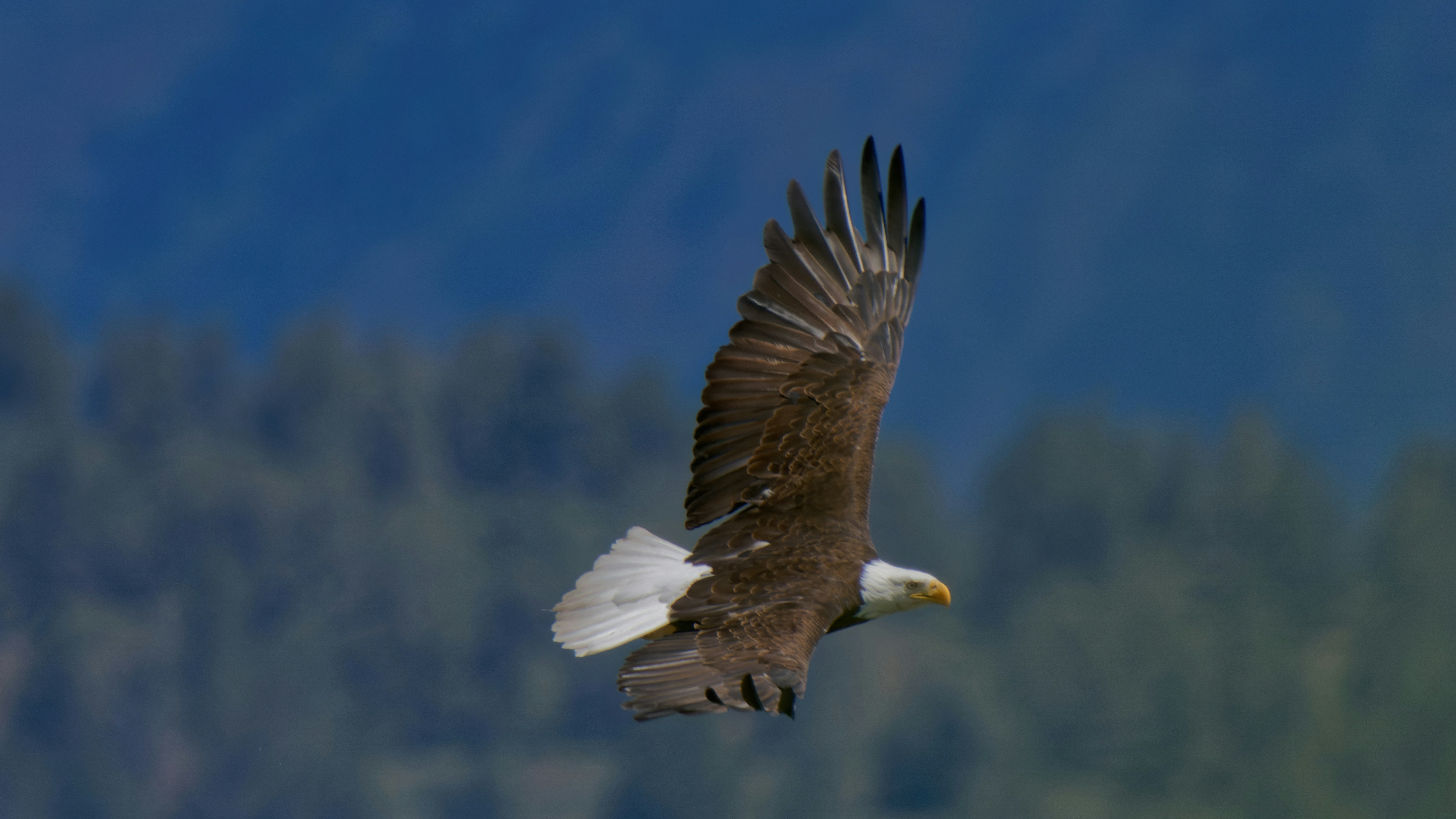 A bald eagle soars through the air. photo – Free Animal Image on Unsplash