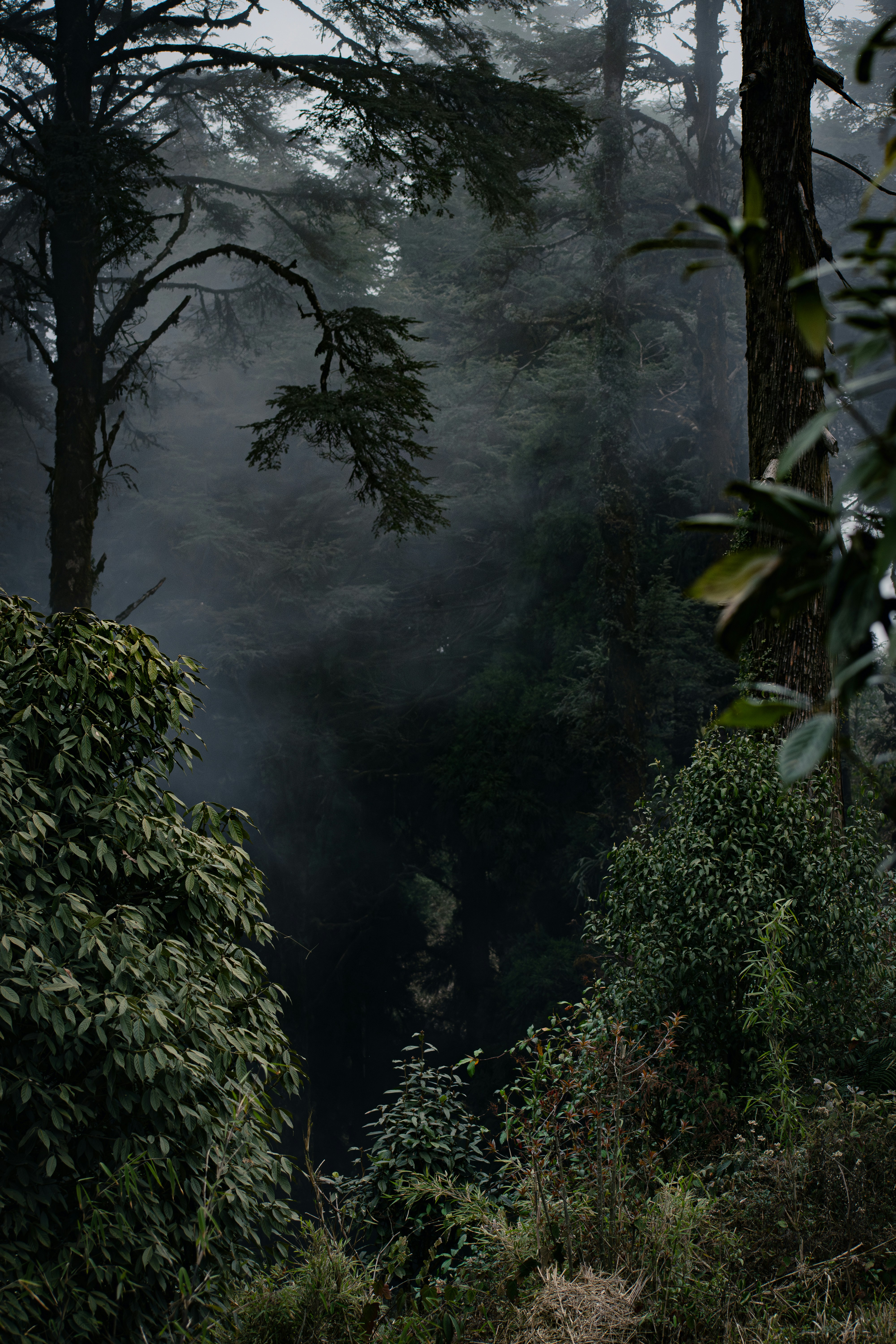 Fog-Threaded Chasm Between Silent Pines