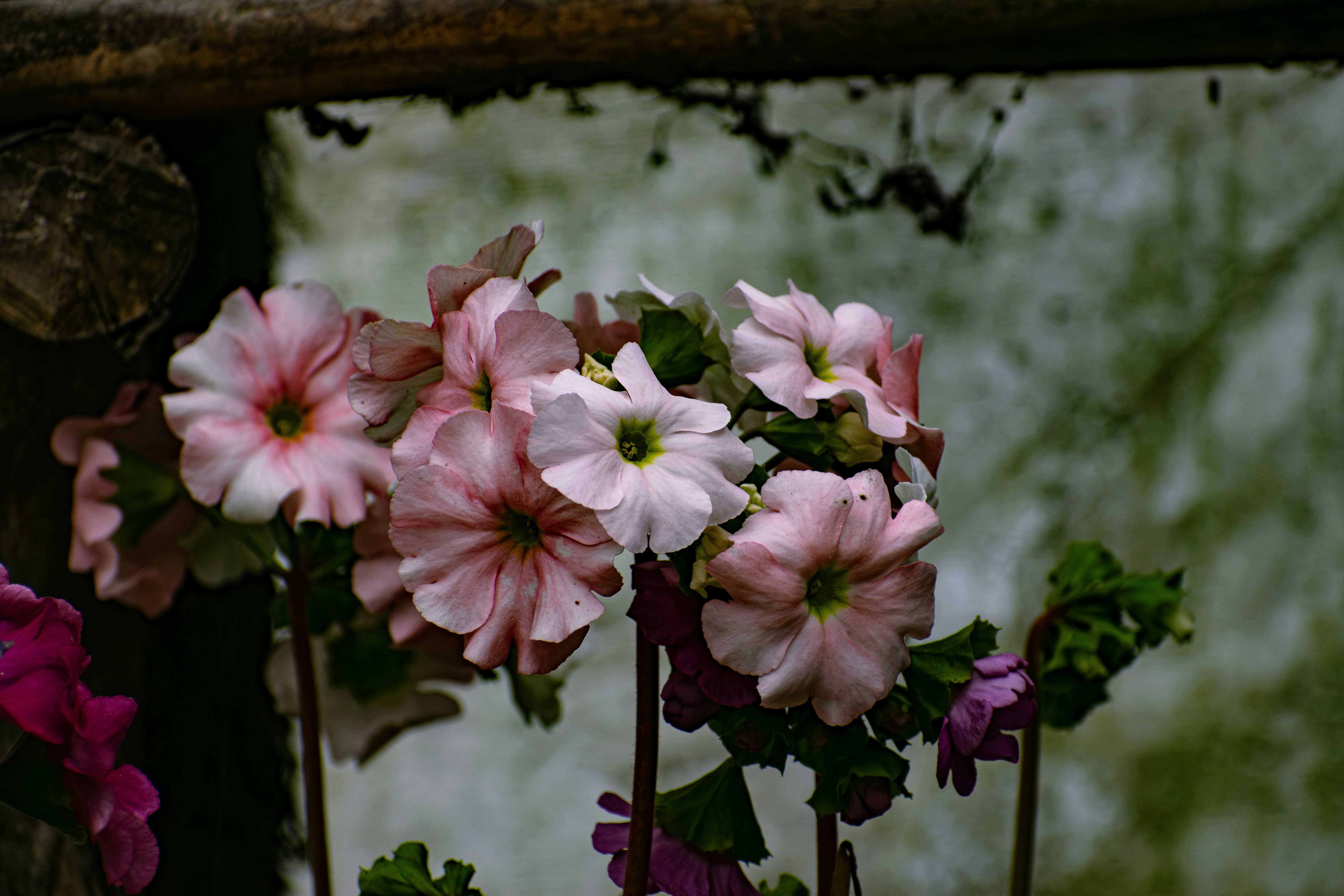 Petunias Draped in Soft Focus Beneath a Weathered Arbor