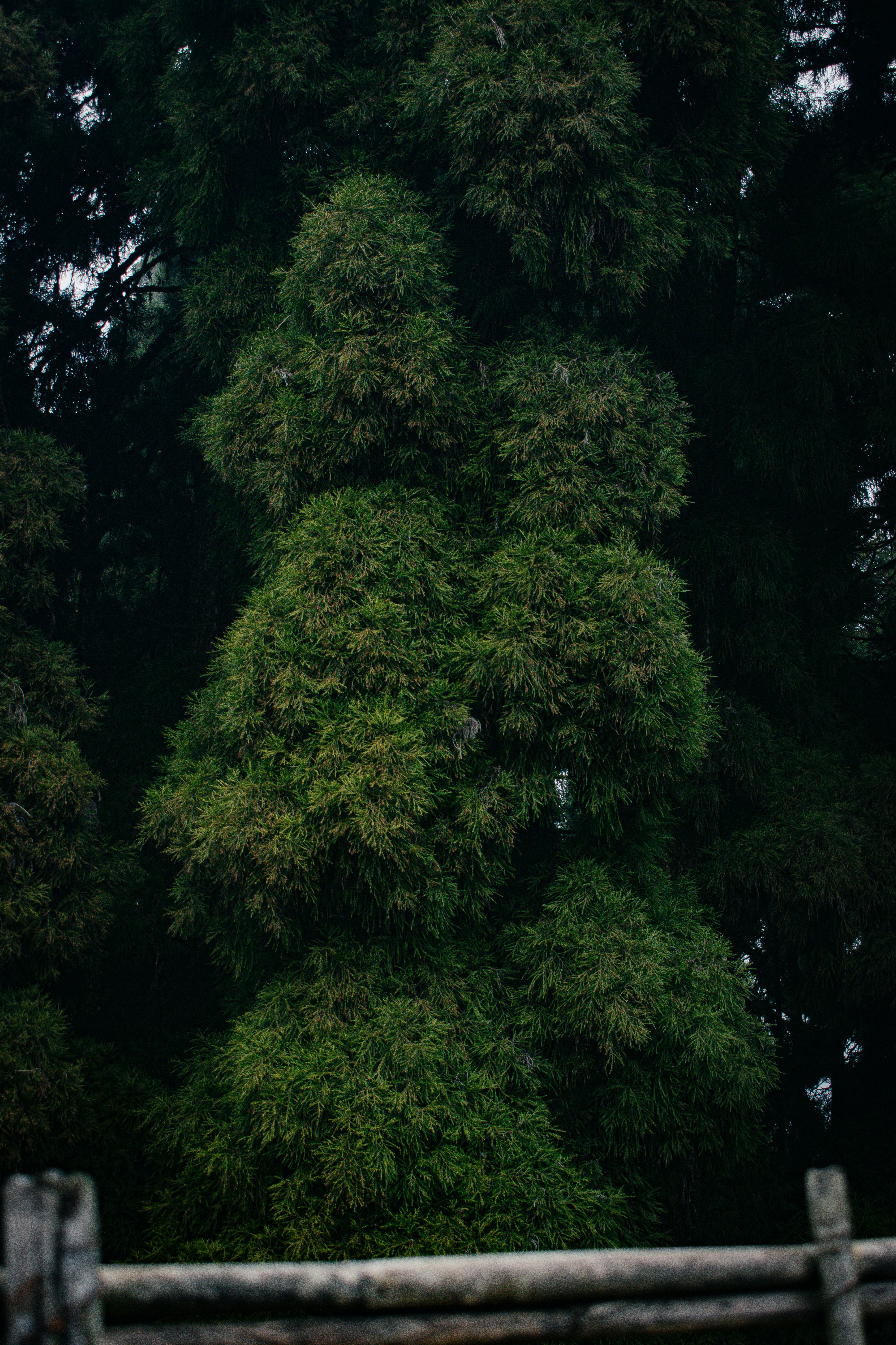 Towering Evergreen Shape: A Forest of Spiraling Conifers Over a Weathered Fence