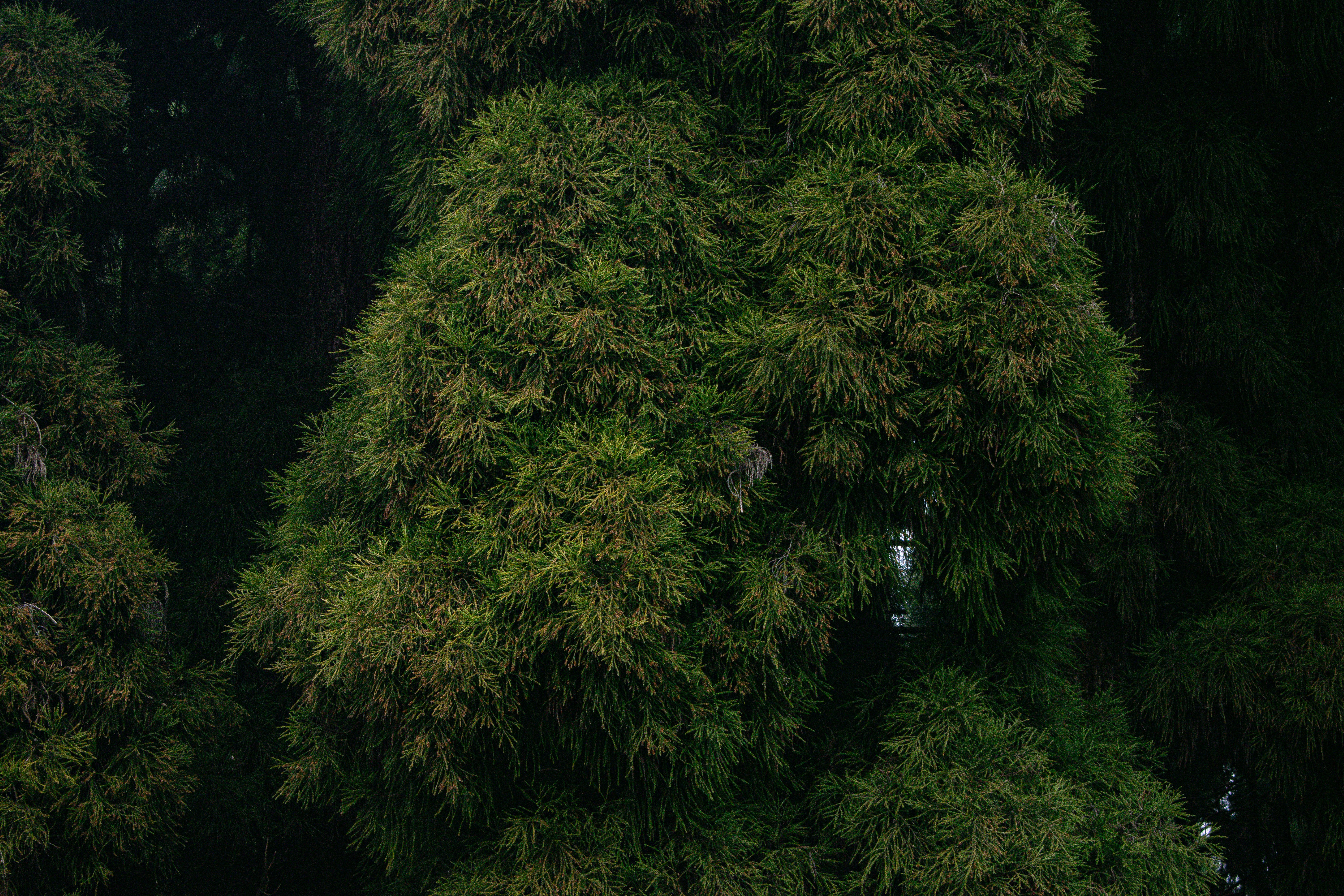 Emerald Fir Cathedral in Quiet Dusk