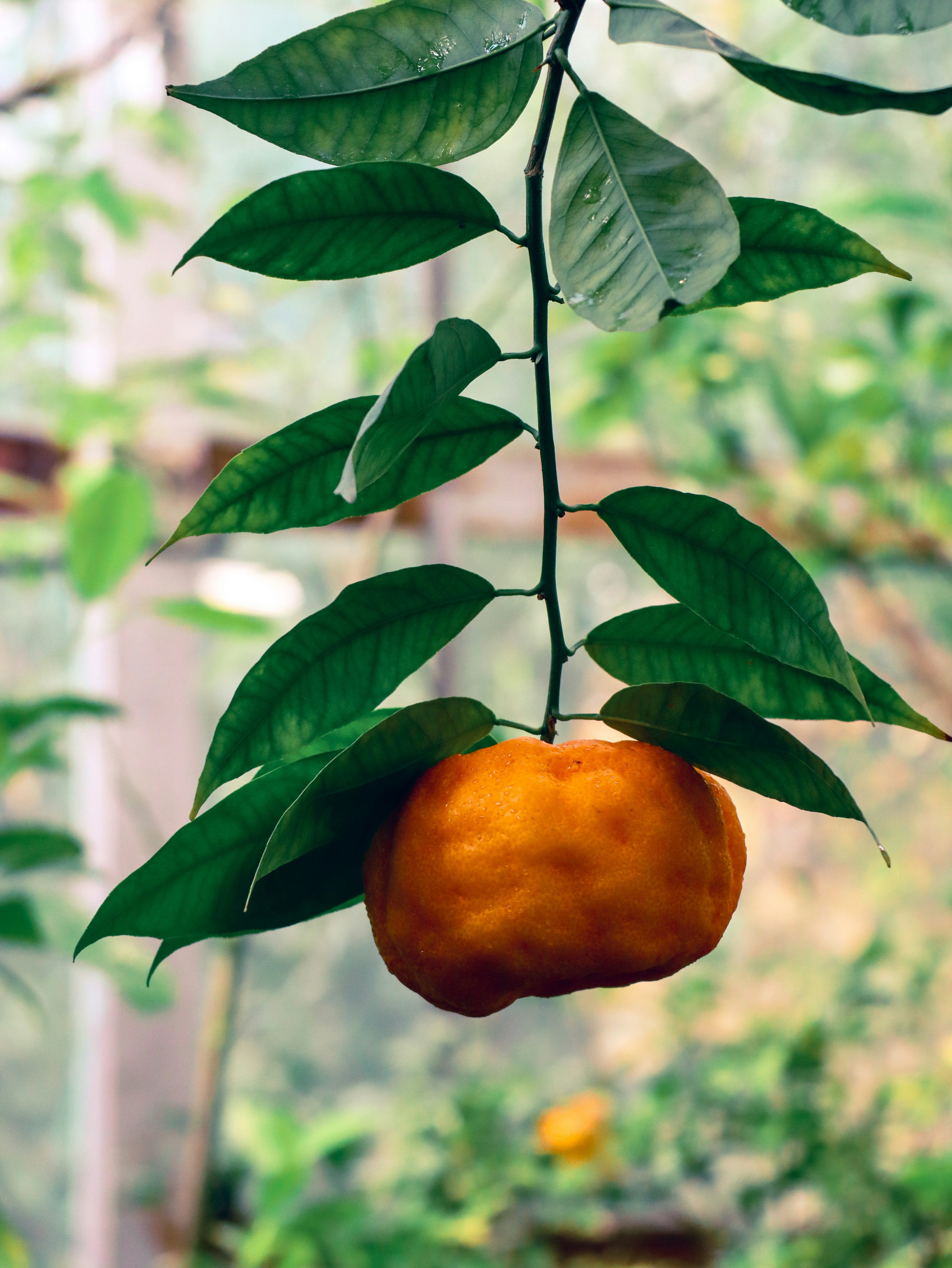 Orange Fruit on a Delicate Vine: A Tangible Moment of Quiet Garden Yield