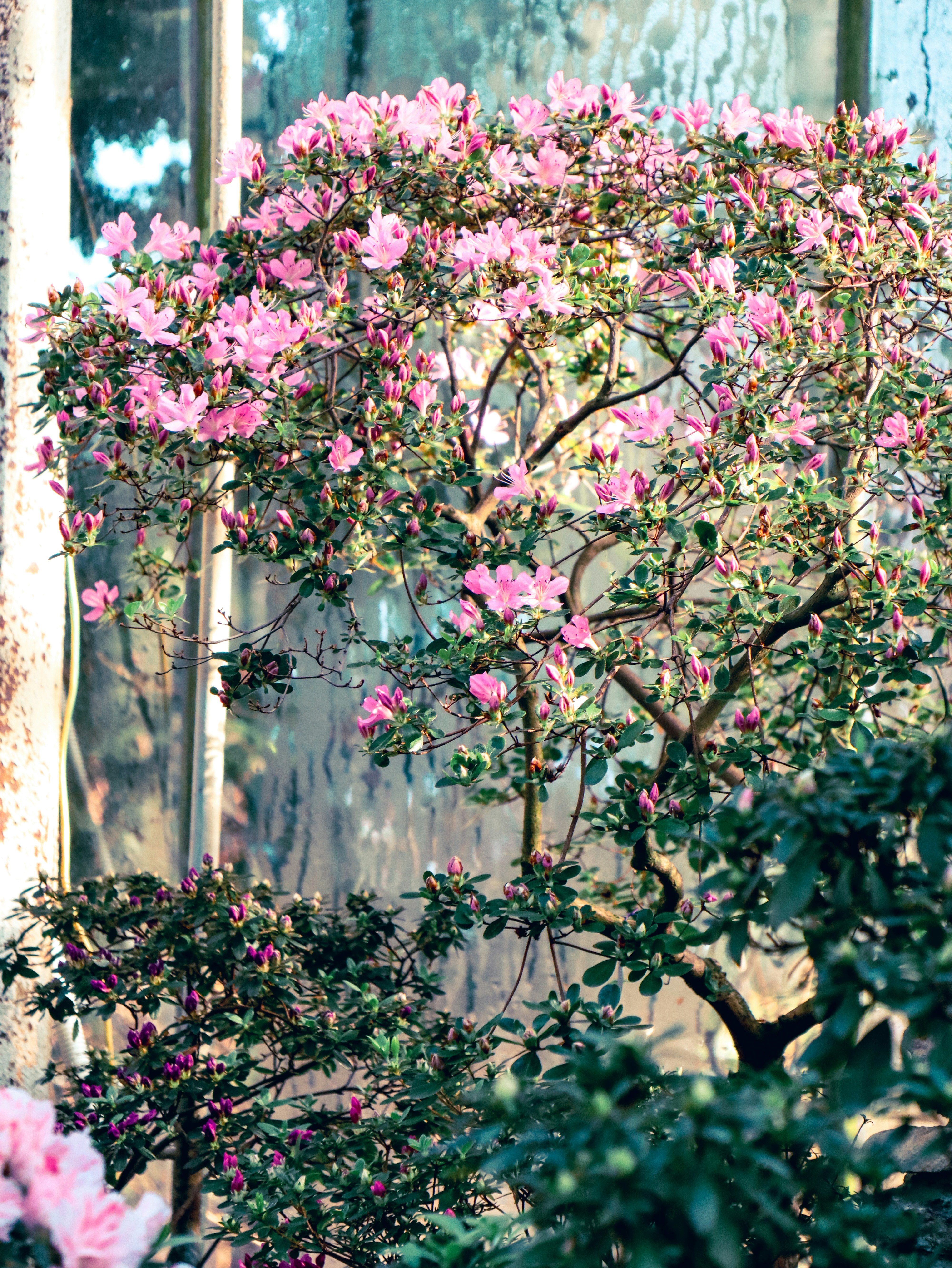 Morning Light Illuminates a Pink Azalea Canopy Framed by Glass