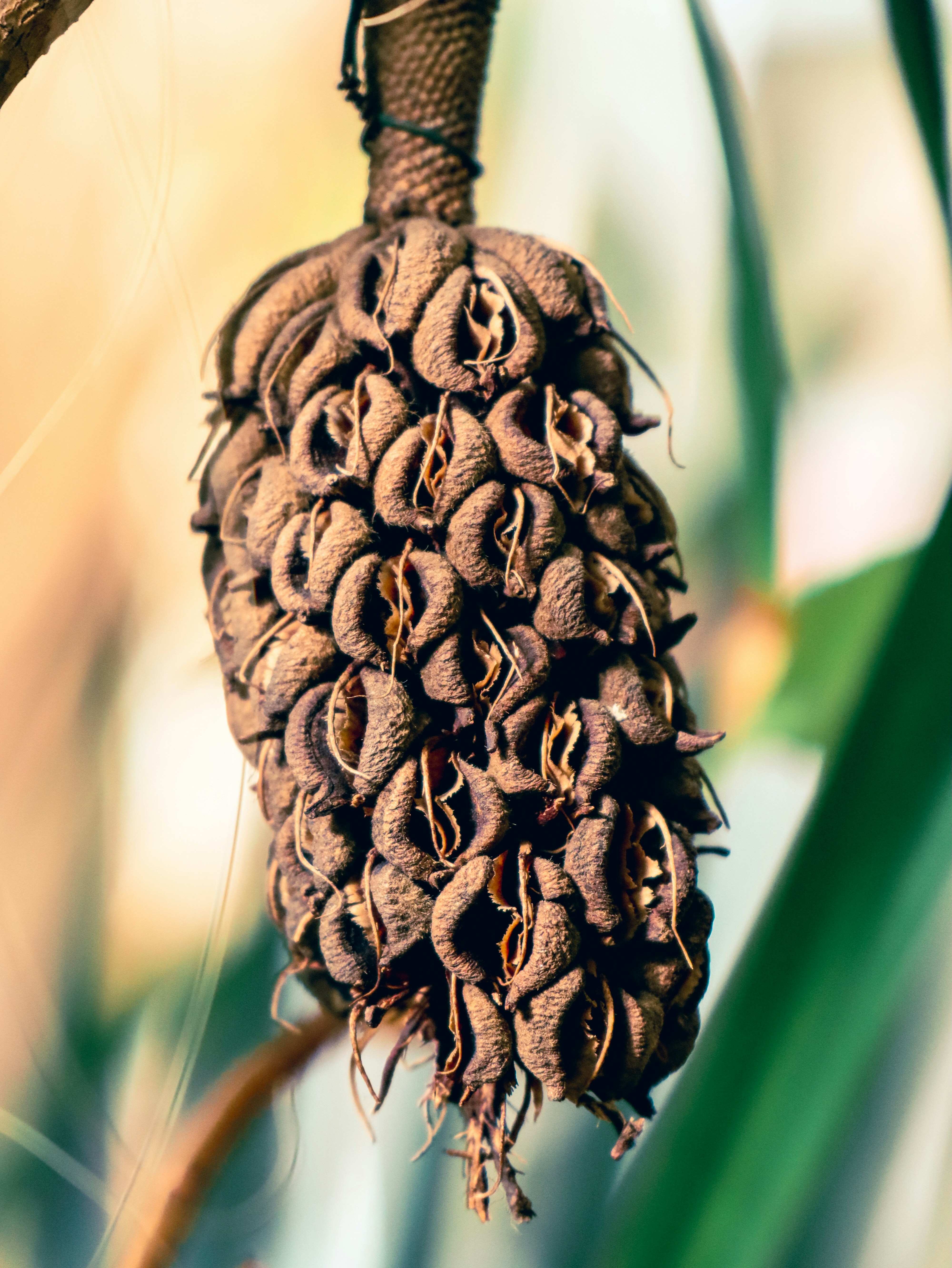 Crown of Dried Scales: A Macro Portrait of a Seed Head