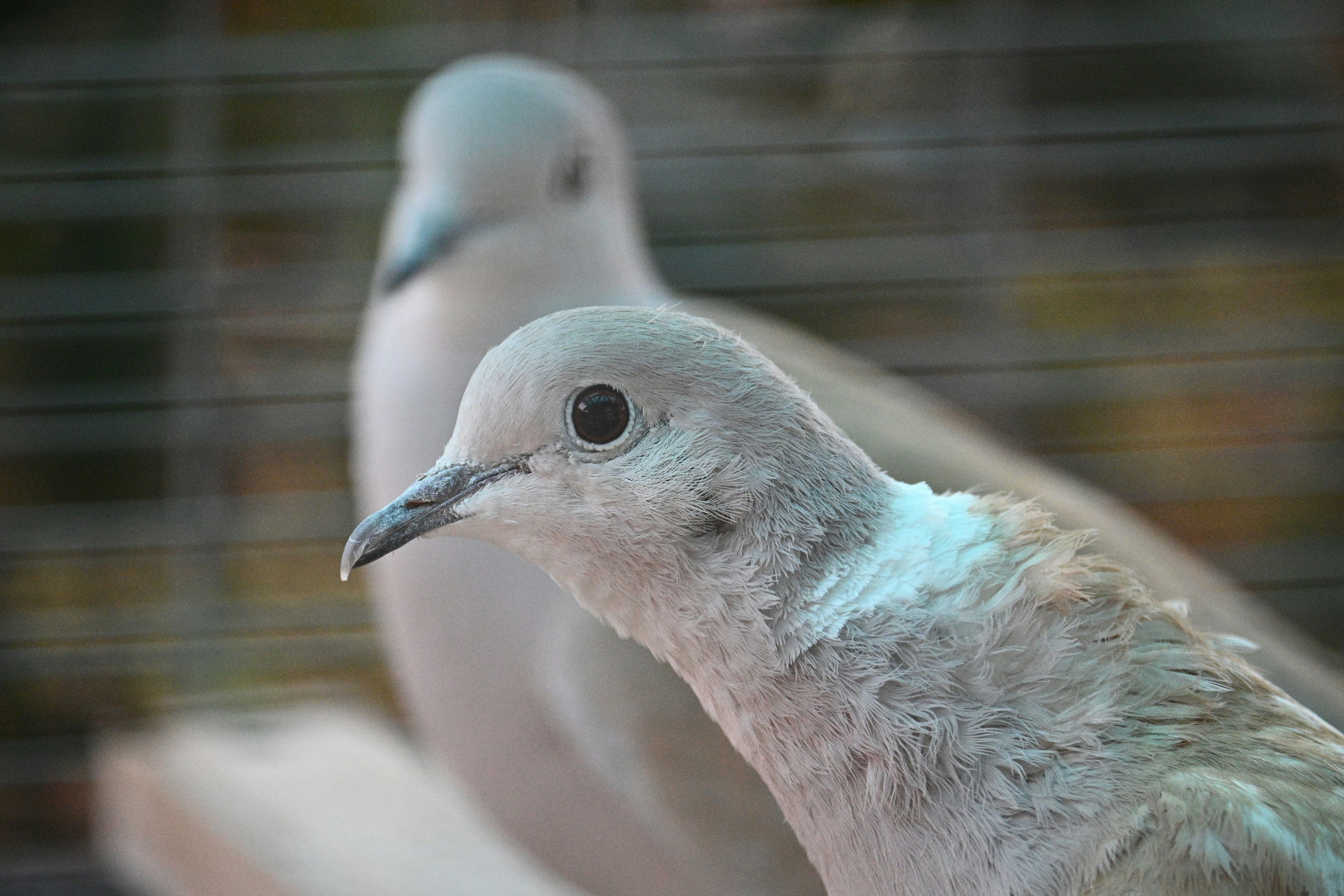 Dos palomas se posan una al lado de la otra. foto – Imagen de Animal ...