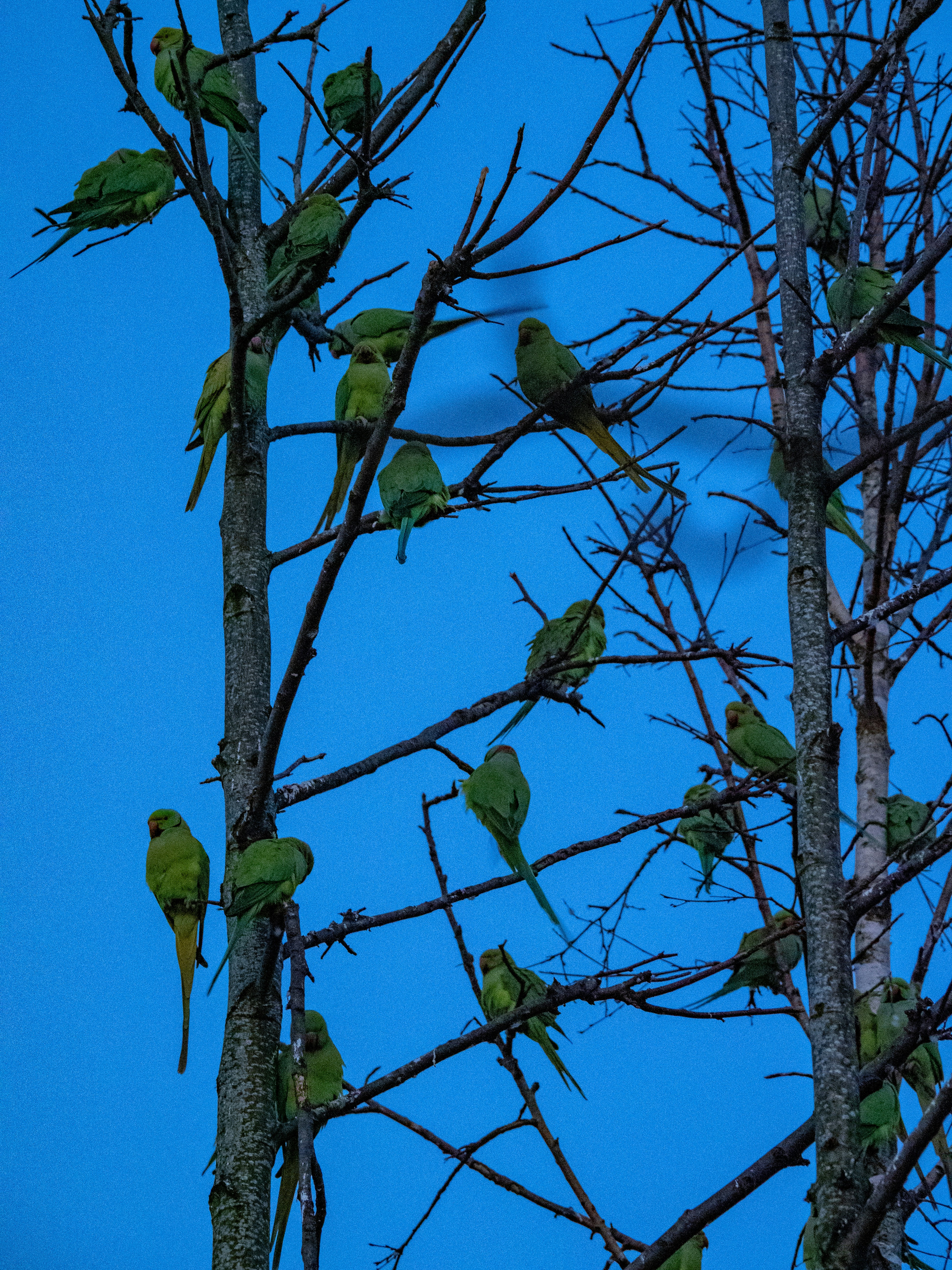 Emerald Parakeets on a Lattice of Winter Branches Under a Cerulean Sky