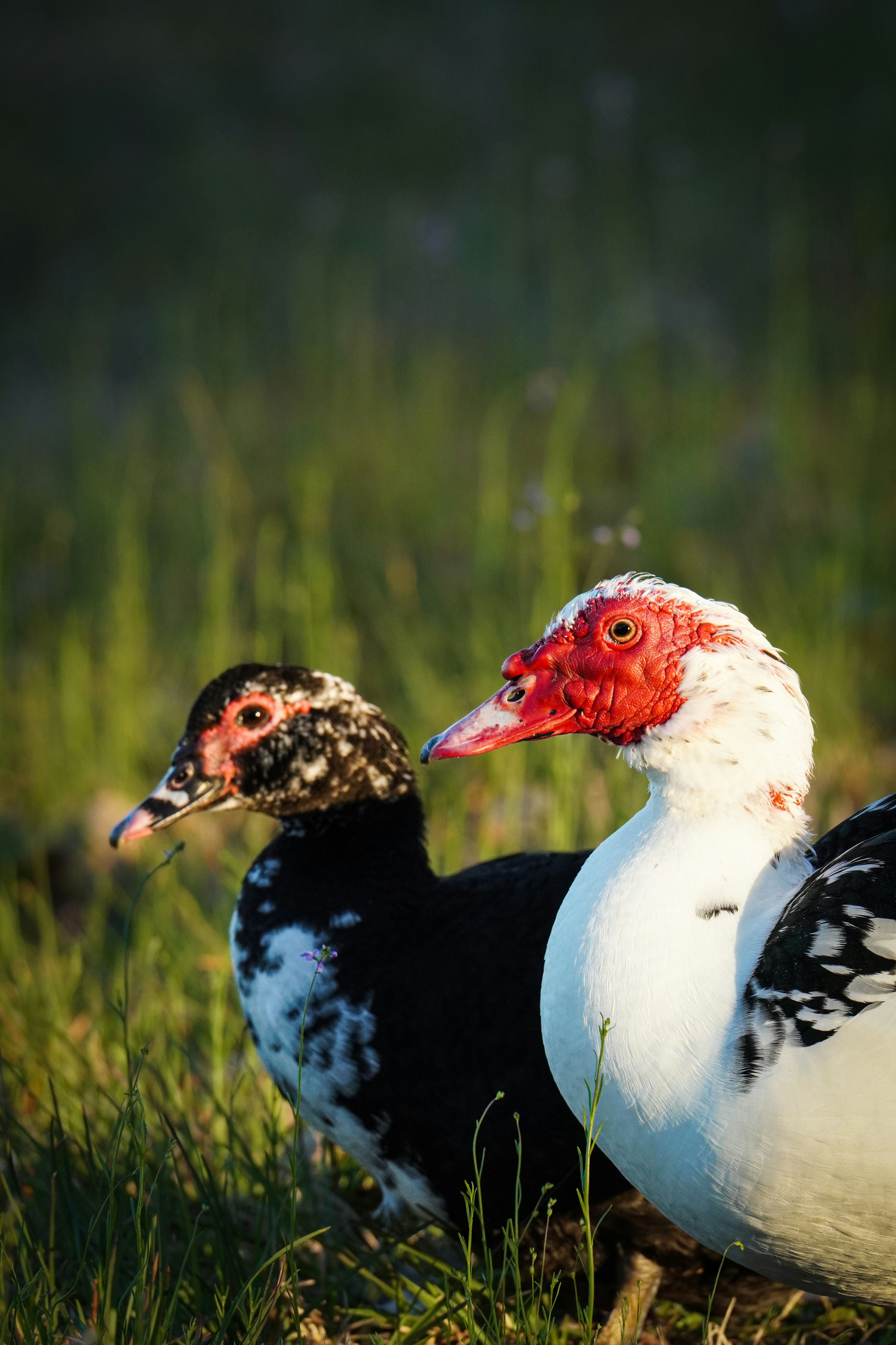 Crimson-faced Muscovy in a Sunlit Meadow