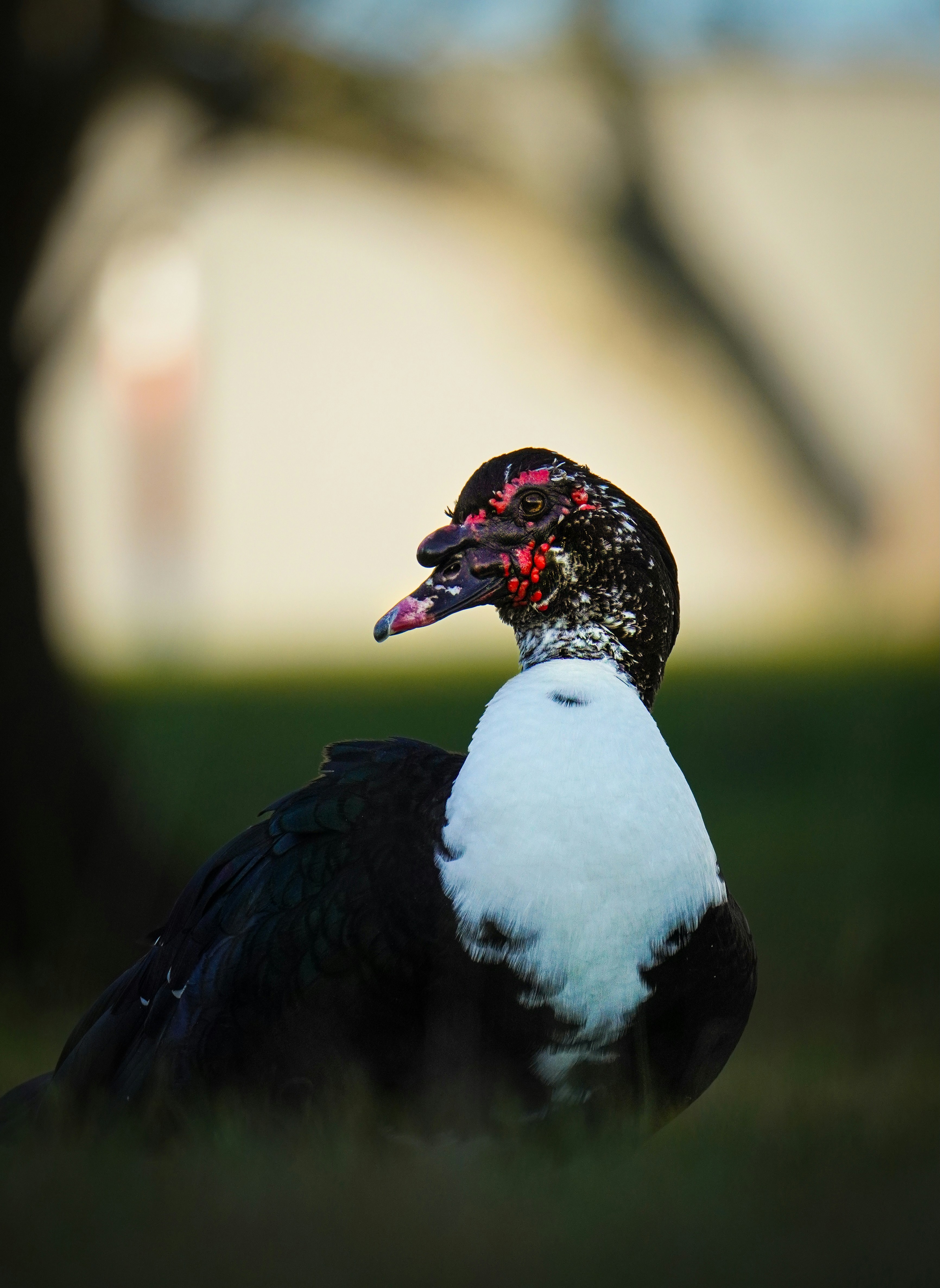Portrait of a Black-Necked Duck in Soft Backlit Blur