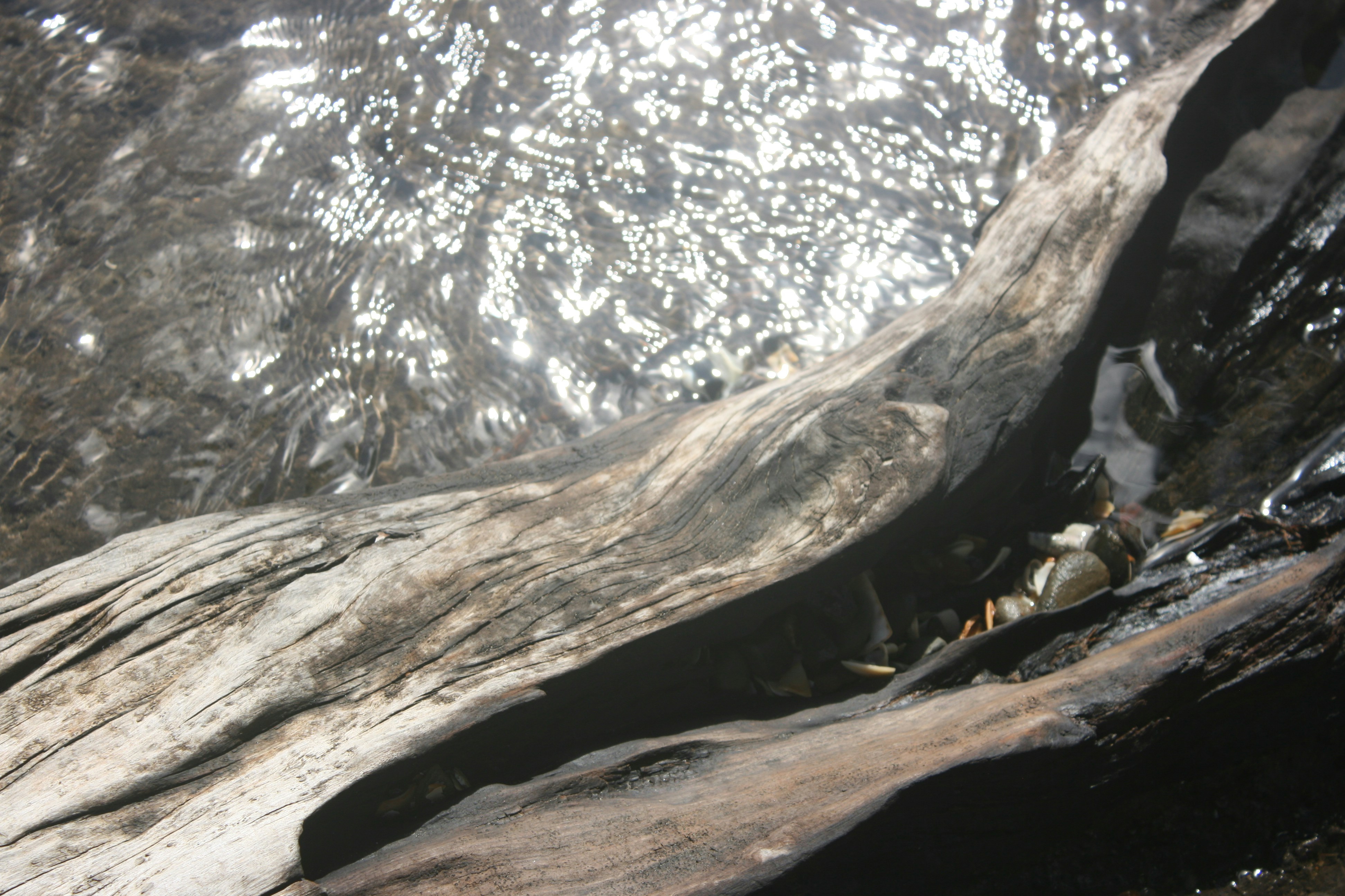 Sunlit Ripples over Weathered Driftwood at the Rugged Shore
