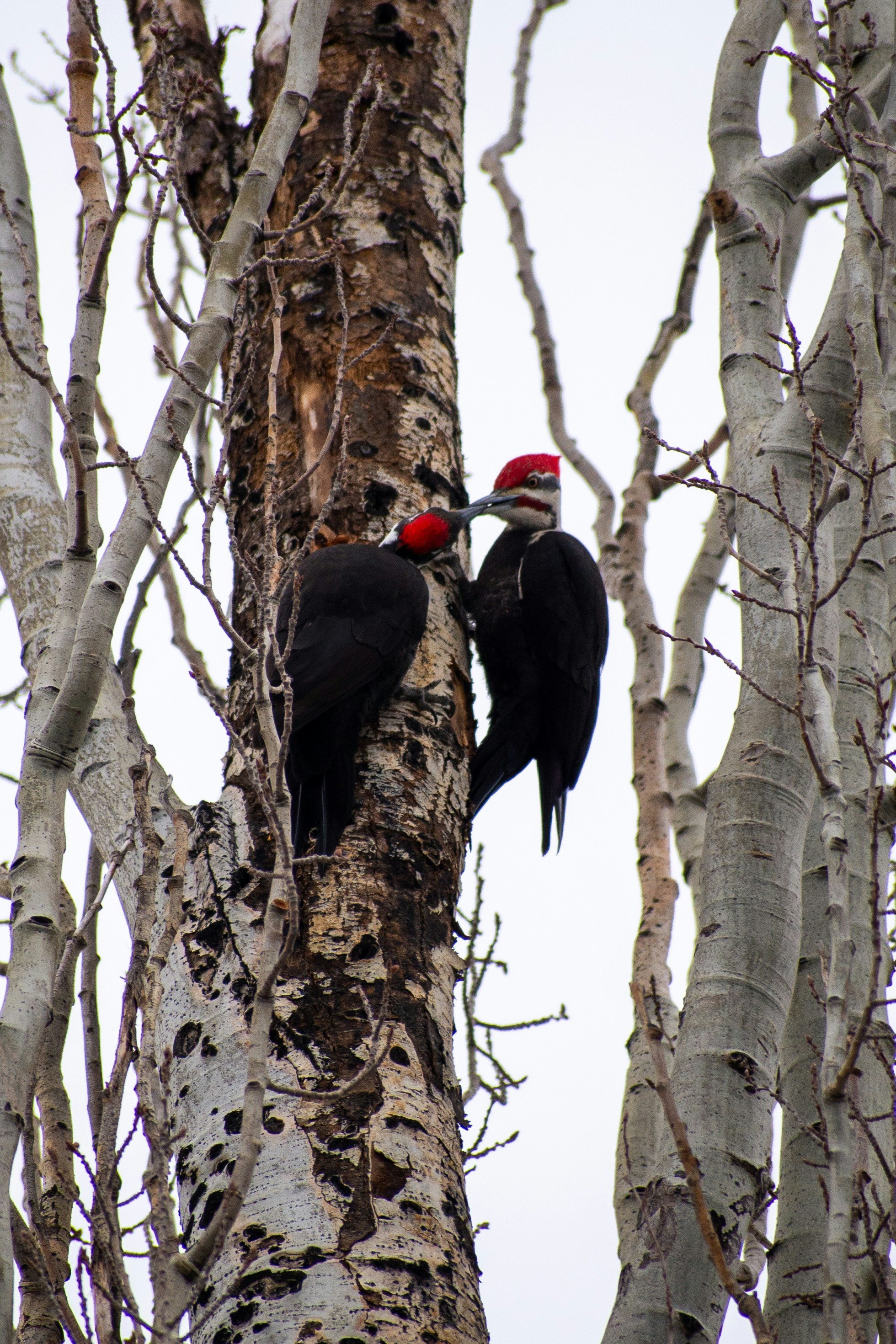 Red-Crowned Cranes Embrace on a Birch Trunk