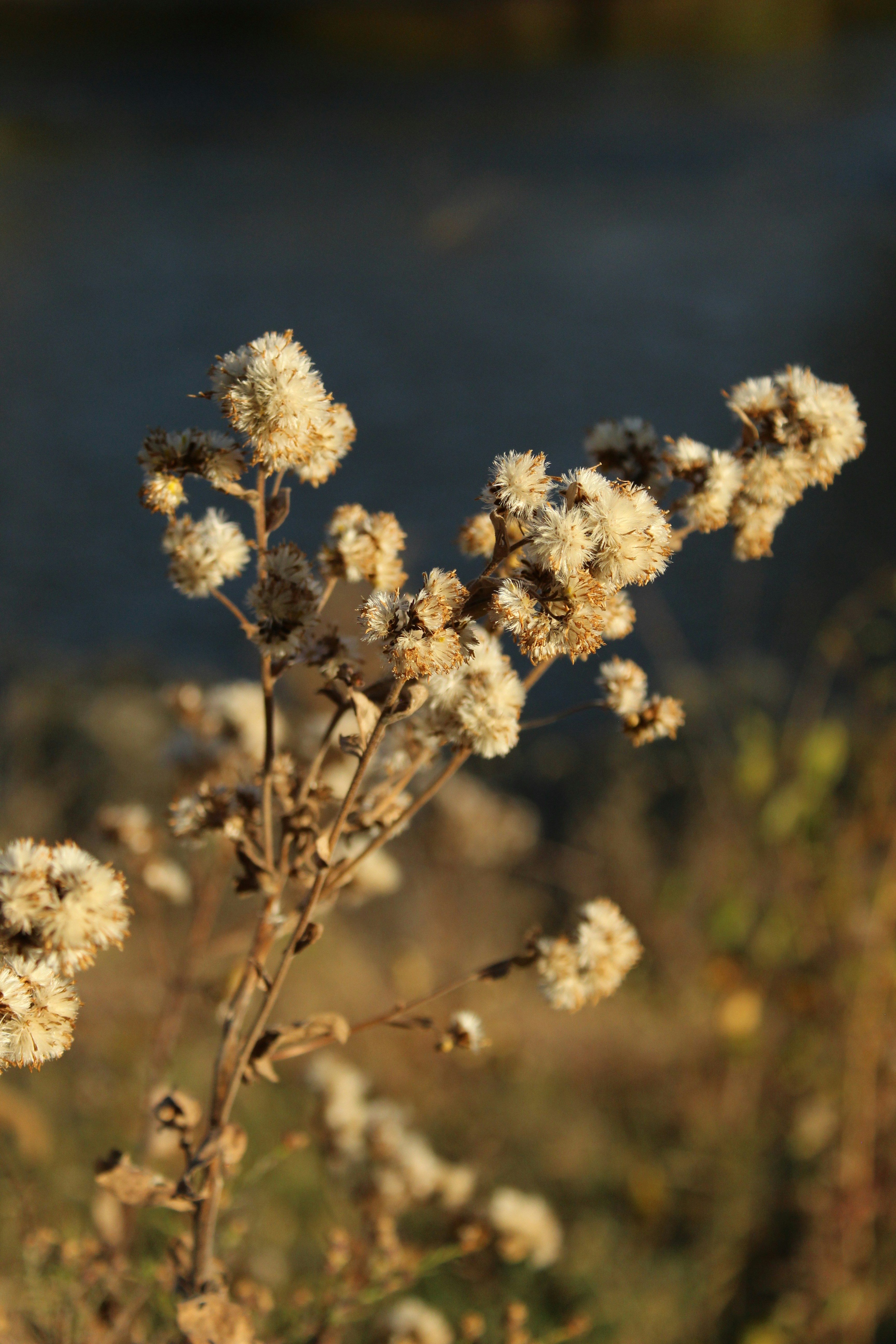 Dried wildflowers swaying gently in the breeze beside a tranquil river, illuminated by warm afternoon light.