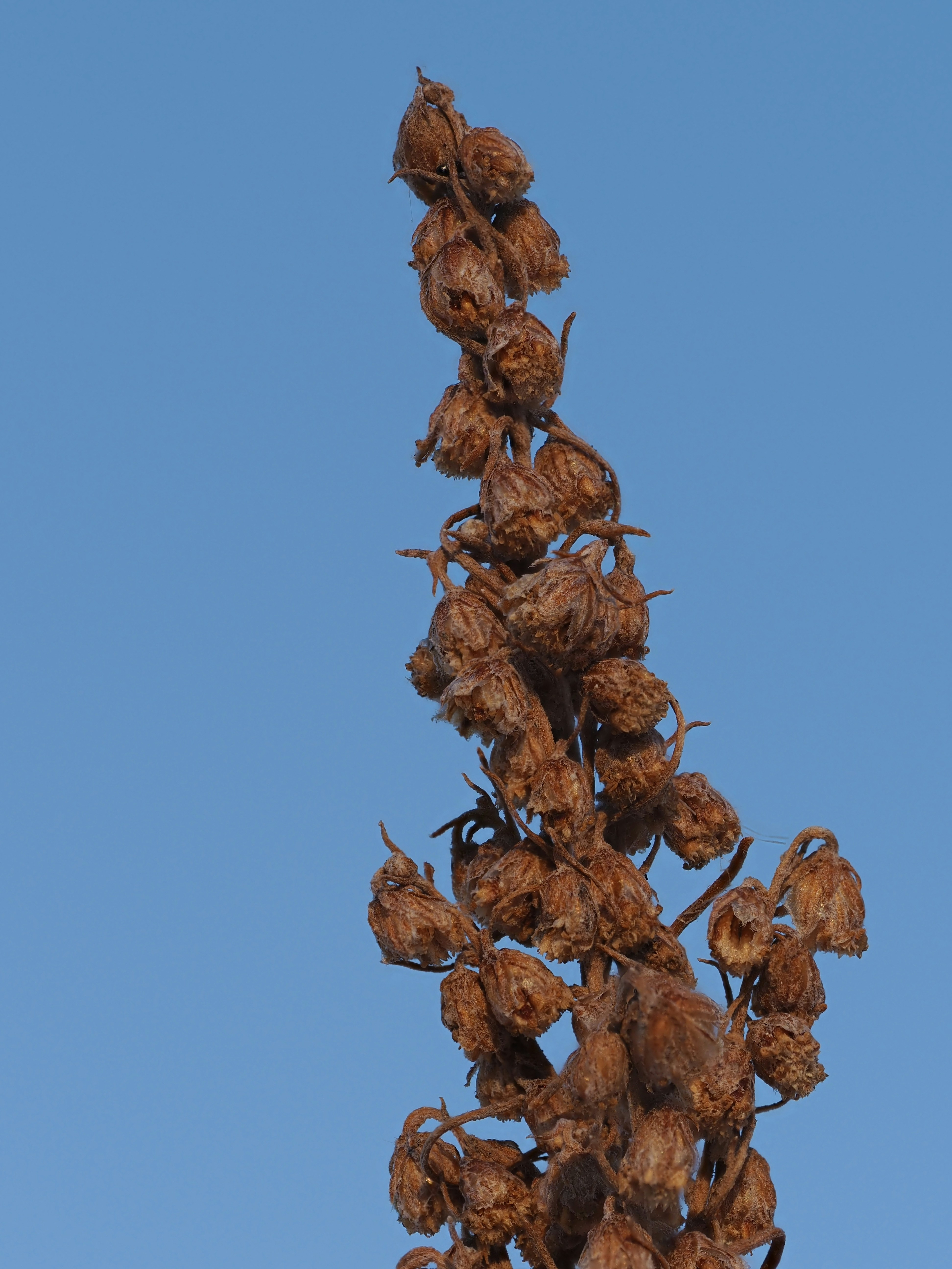 Vertical Constellation: Brown Seed Pods Against a Clear Blue Sky