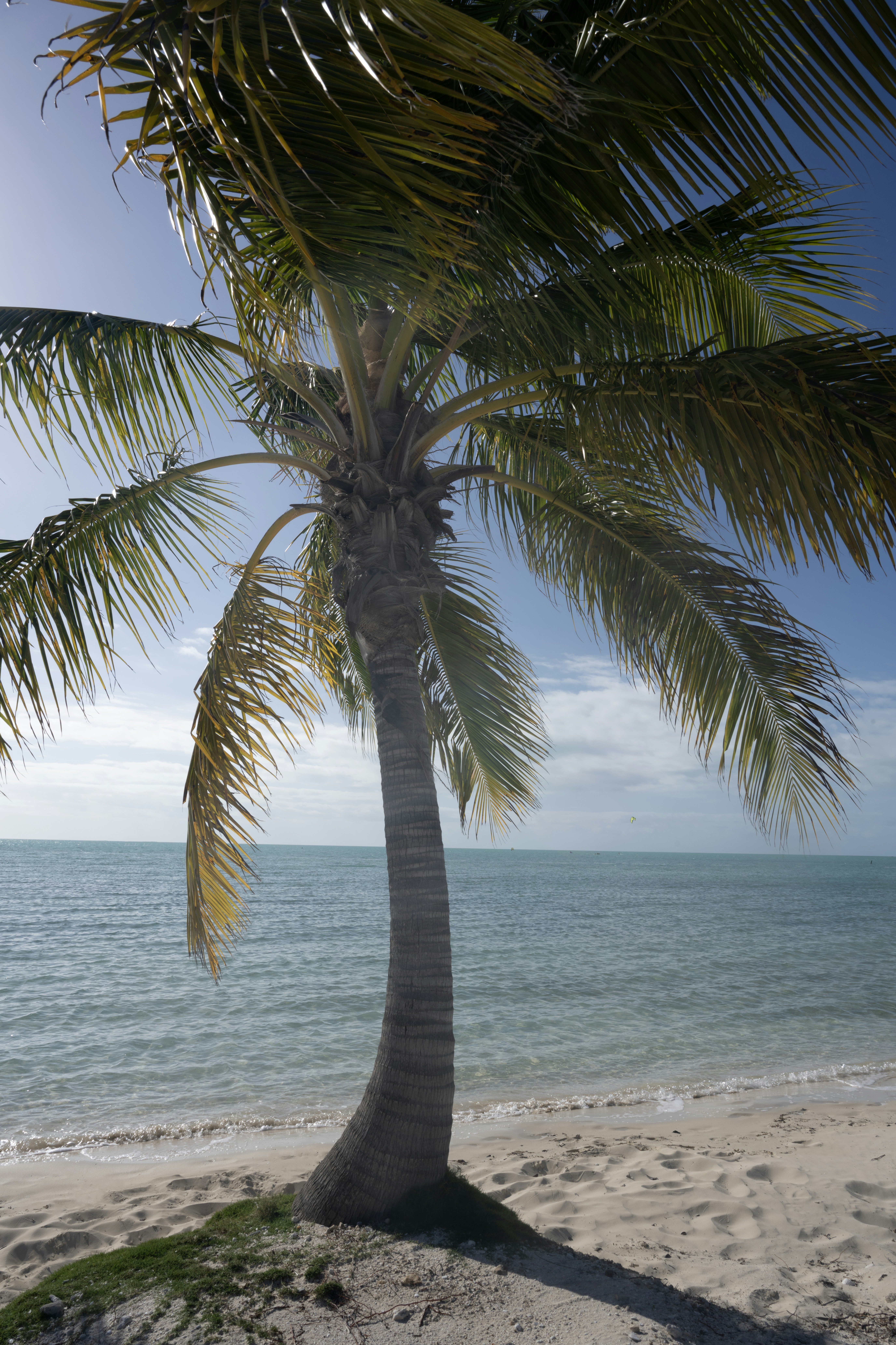 Palm tree stands gracefully on a tropical beach. photo – Free Beach ...