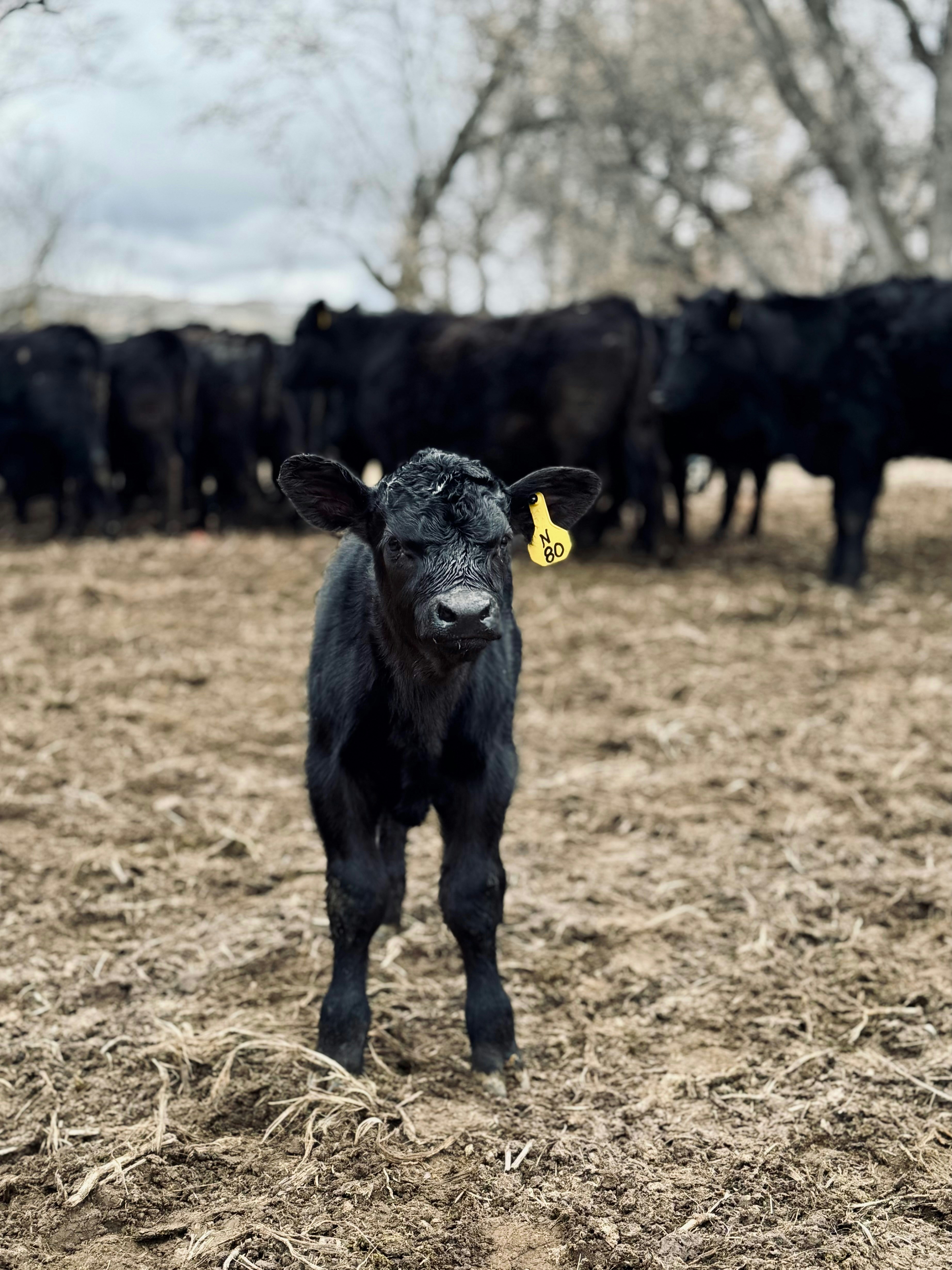 Centered Calf in a Muddy Pasture: A Portrait of Youth Within the Herd