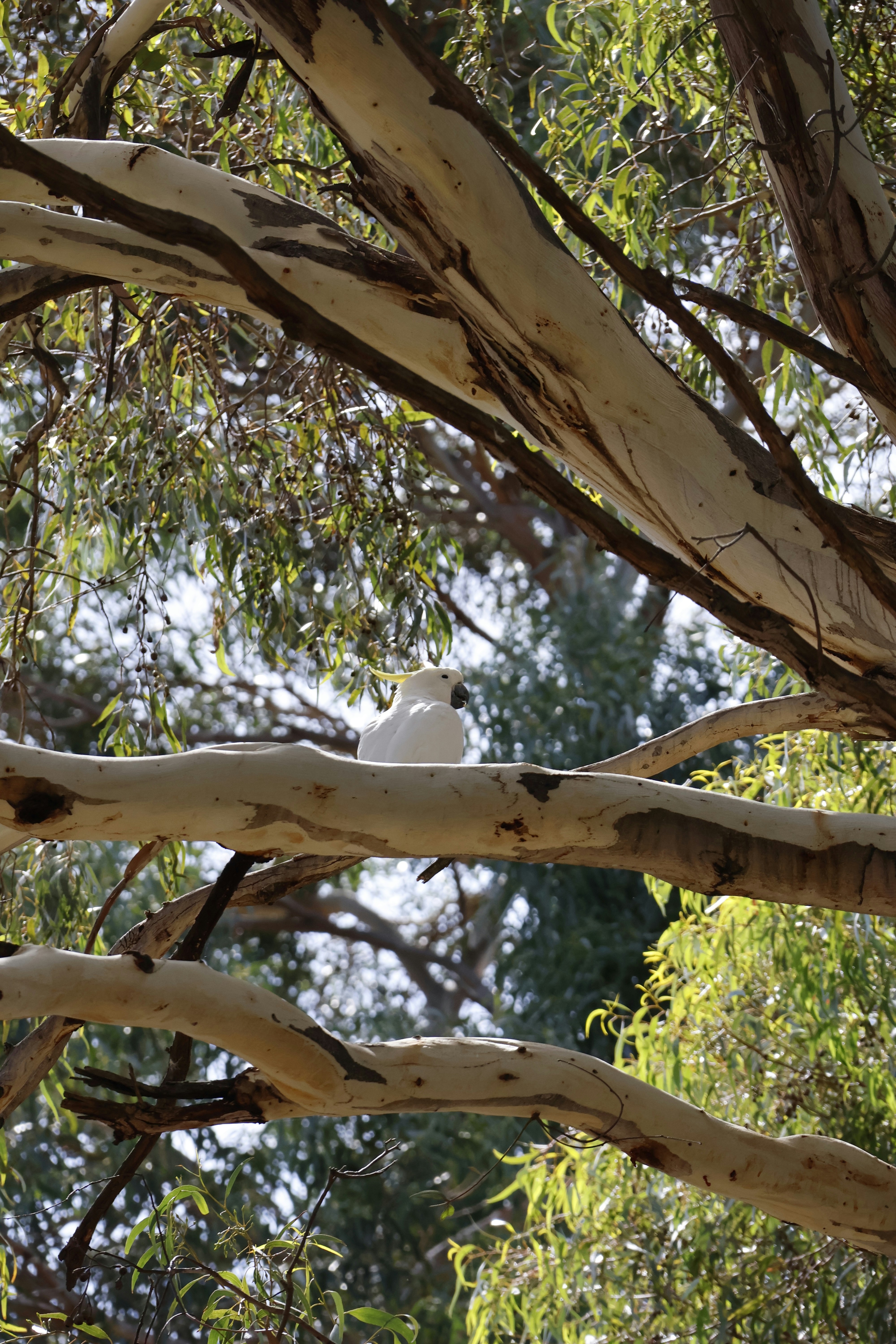 Lone white bird perched amid sunlit eucalyptus ribbons