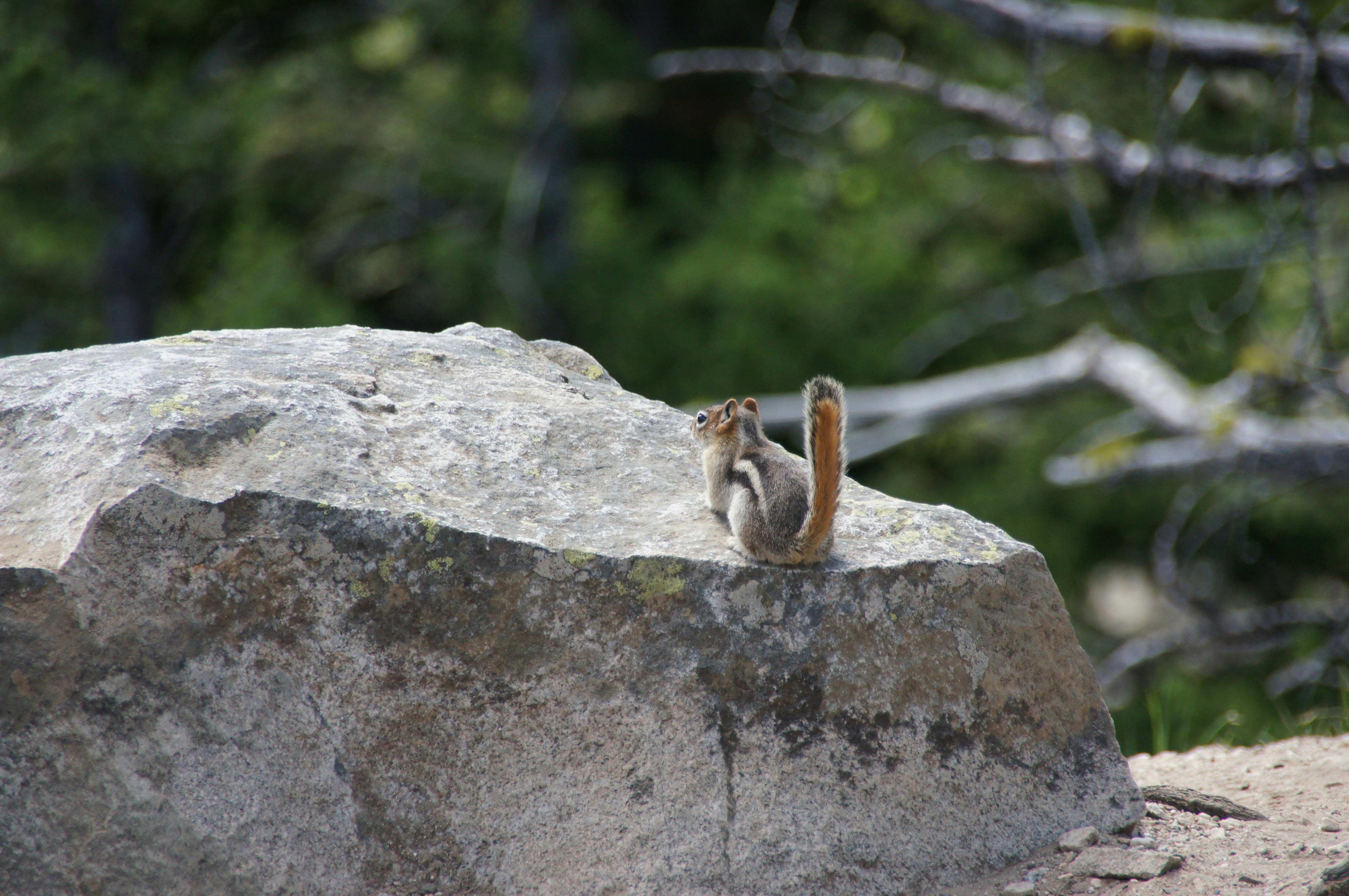 Perched Moment on Granite: A Squirrel in Quiet Forest Light