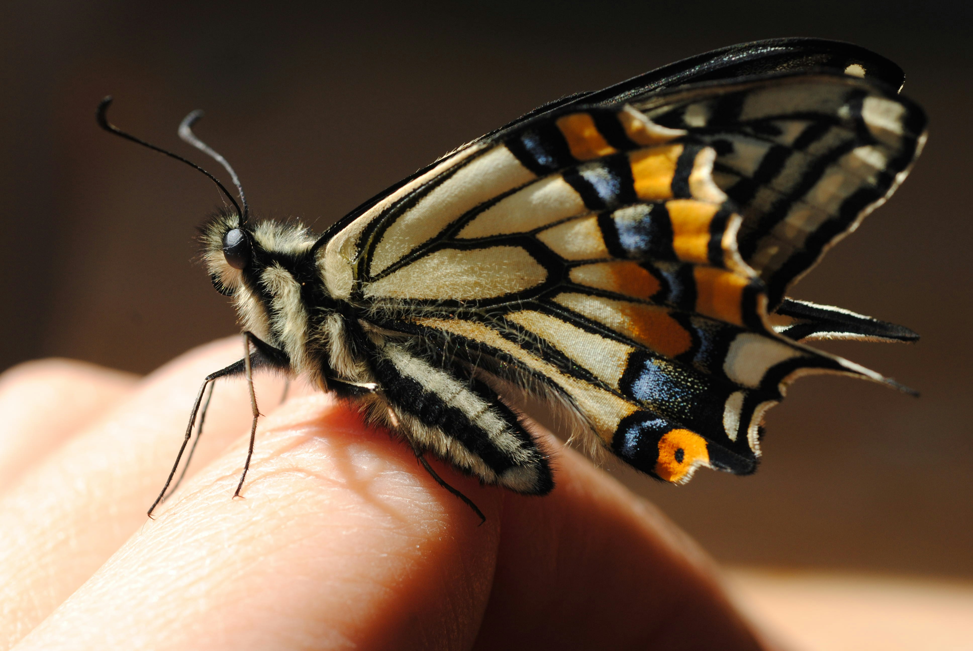 Sunlit Swallowtail on a Fingertip: Macro Reveal of Veins and Color
