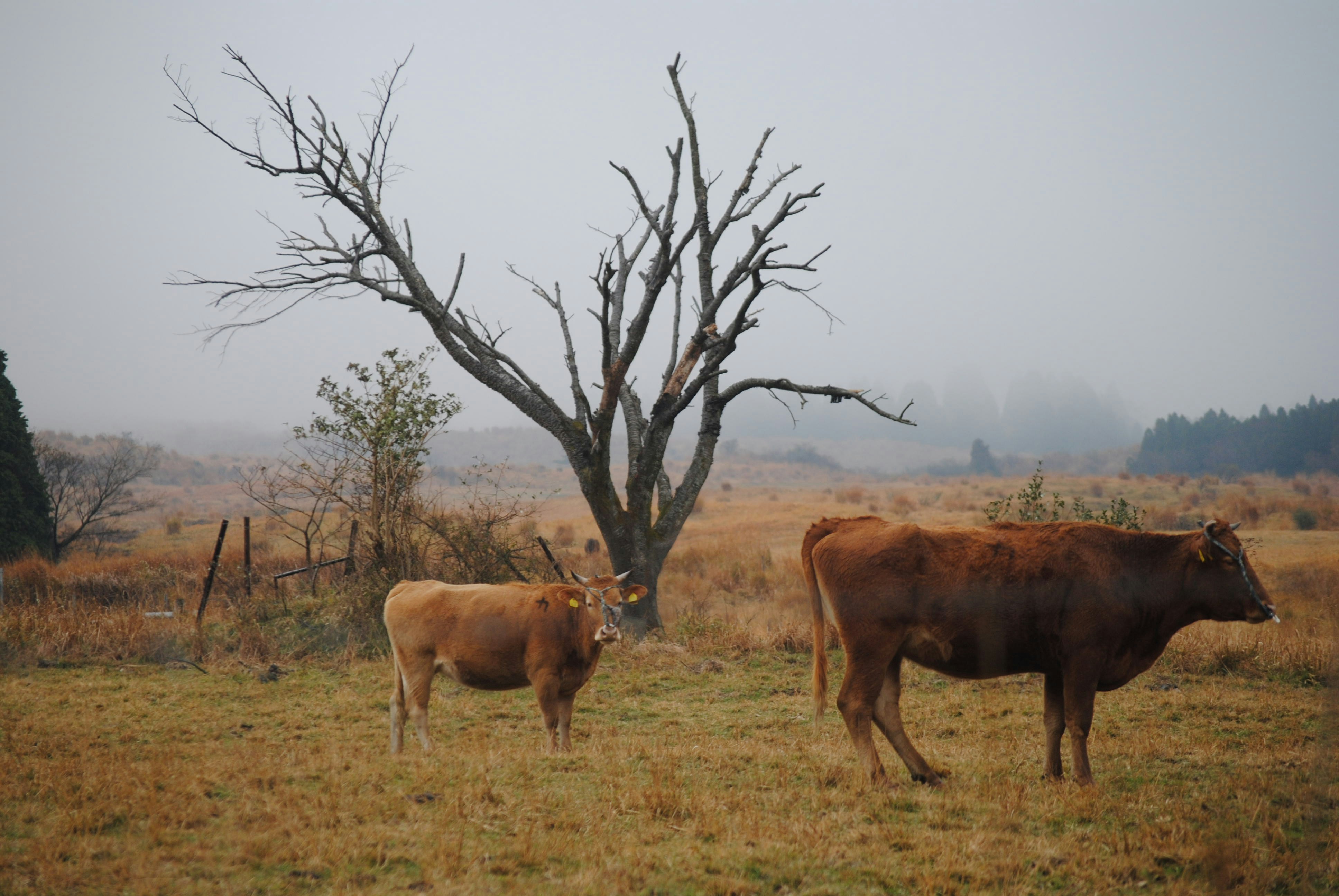 Mist over Meadow: A Brown Cow Pauses by a Stark Leafless Tree