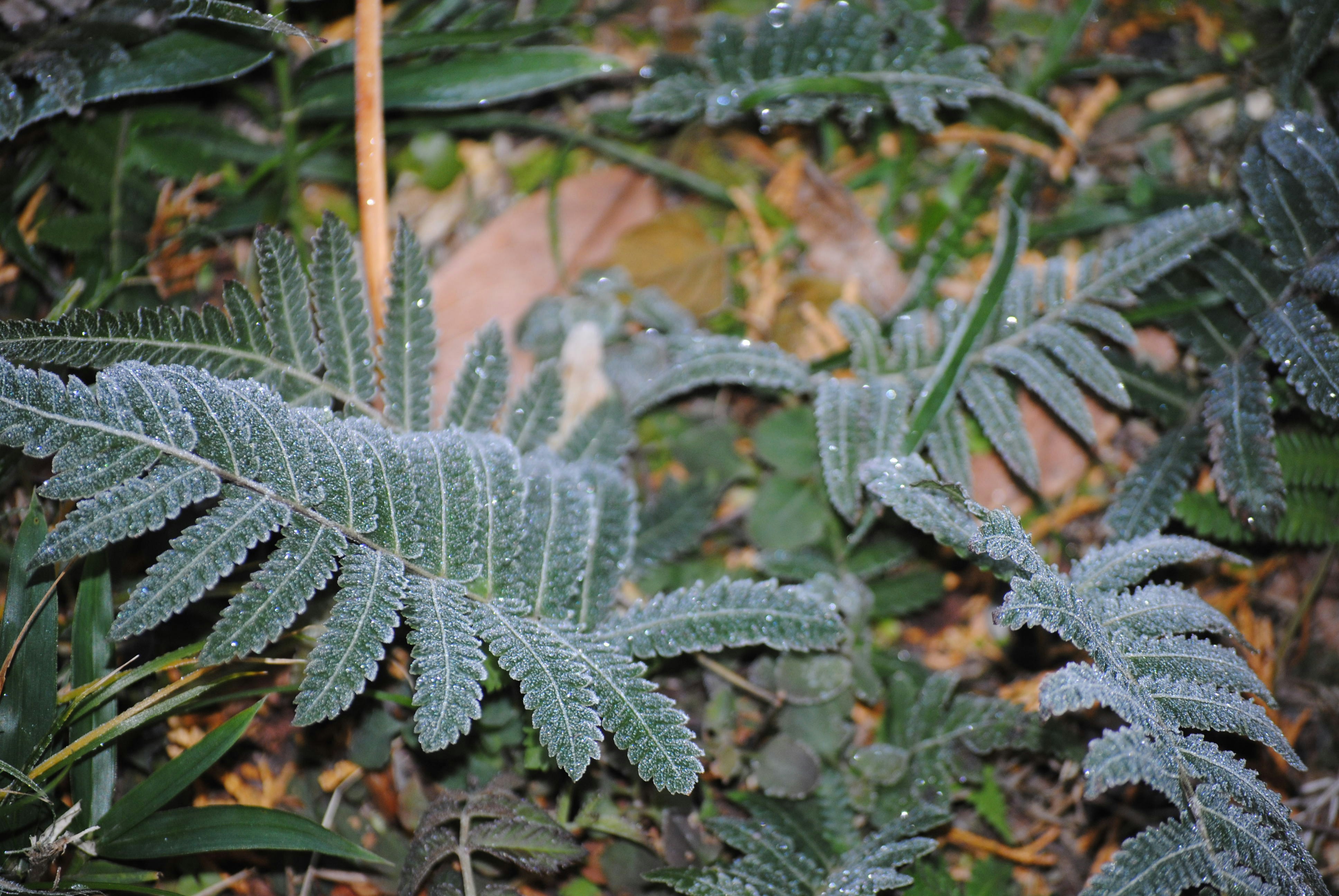Ice-Threaded Fern Fronds in a Quiet Winter Understory