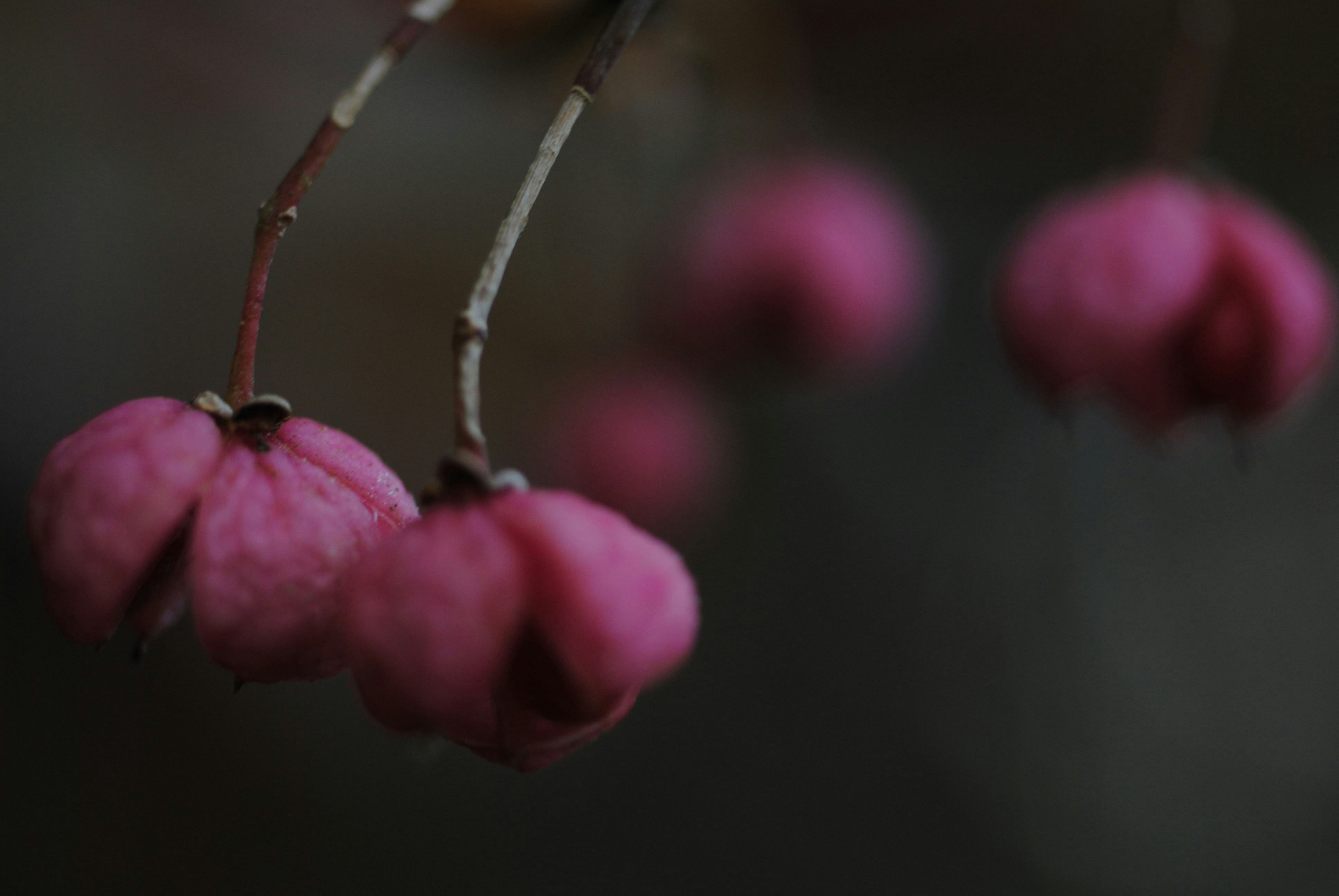 Delicate pink blossoms hanging gracefully against a blurred backdrop, showcasing nature's subtle beauty.