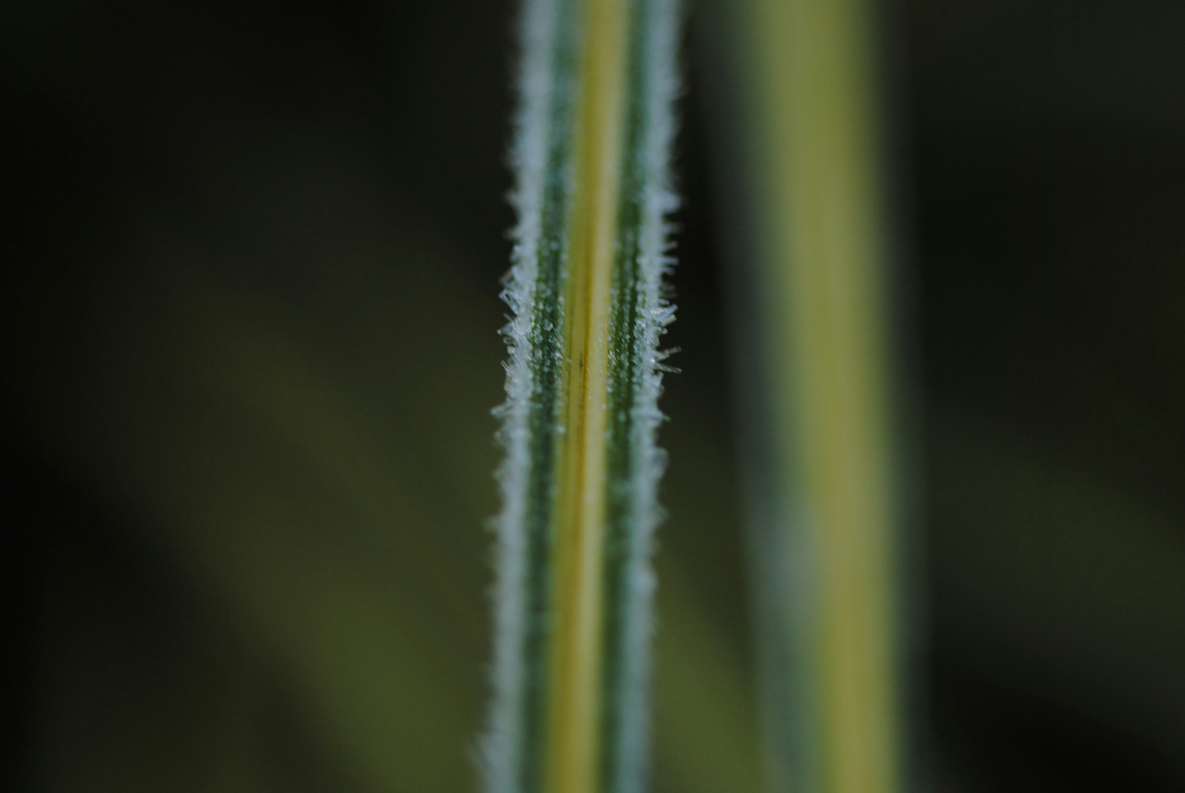 Frost-Fringed Grass Edge: a Quiet Macro Moment
