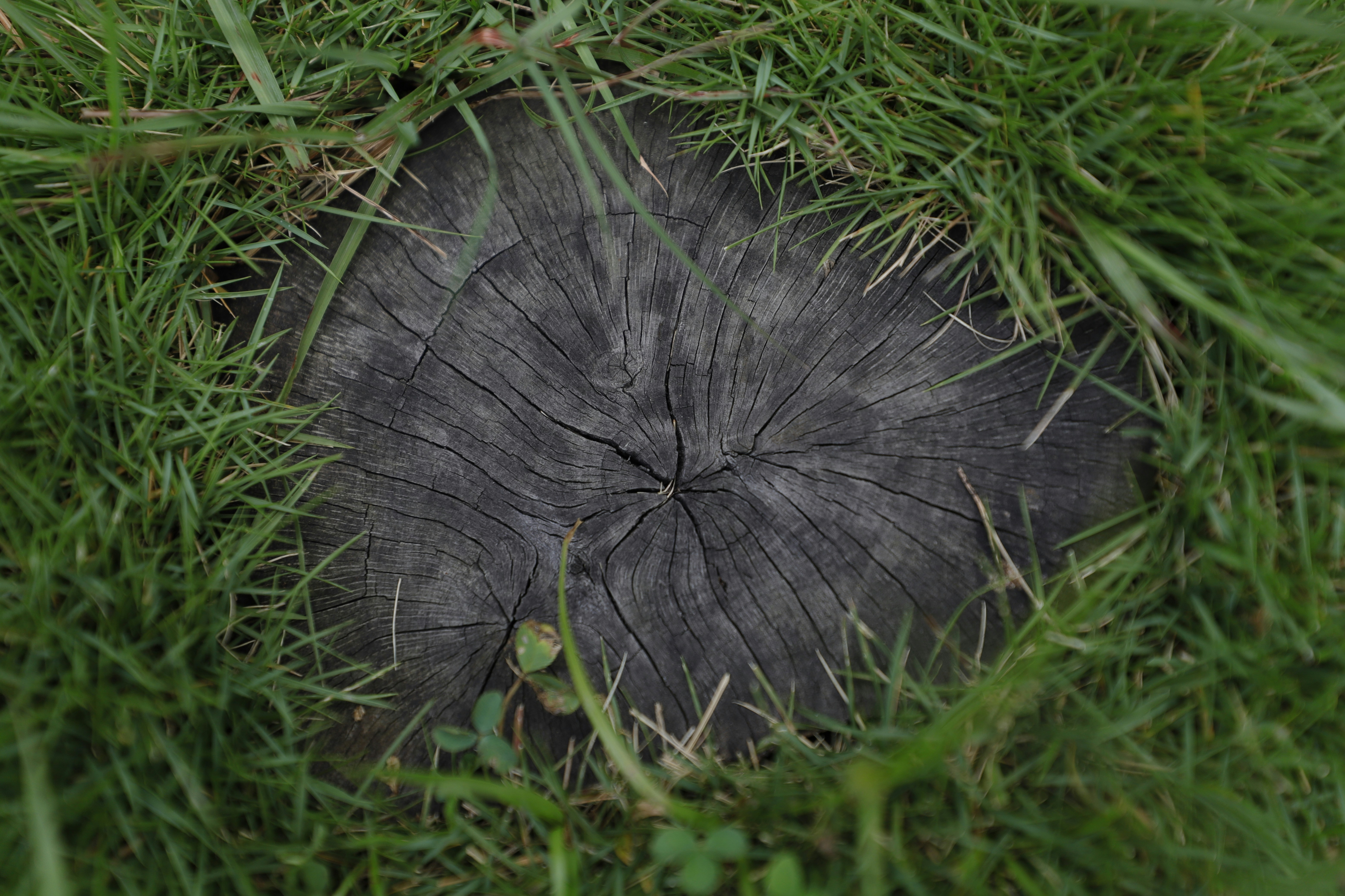Tree stump surrounded by green grass. photo – Free Natural Image on ...