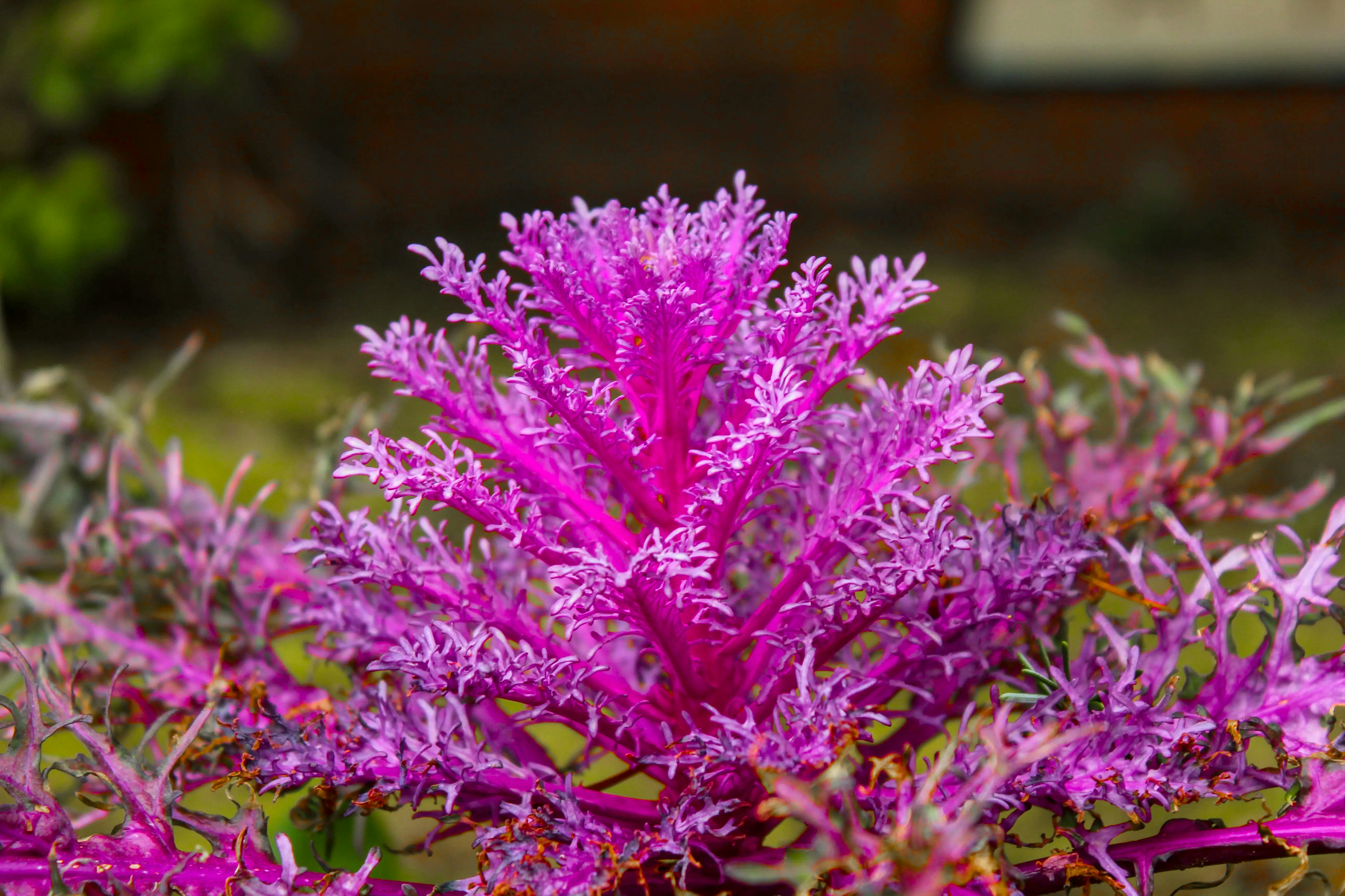 Une belle fleur rose pousse dans la nature. photo – Image gratuite de ...