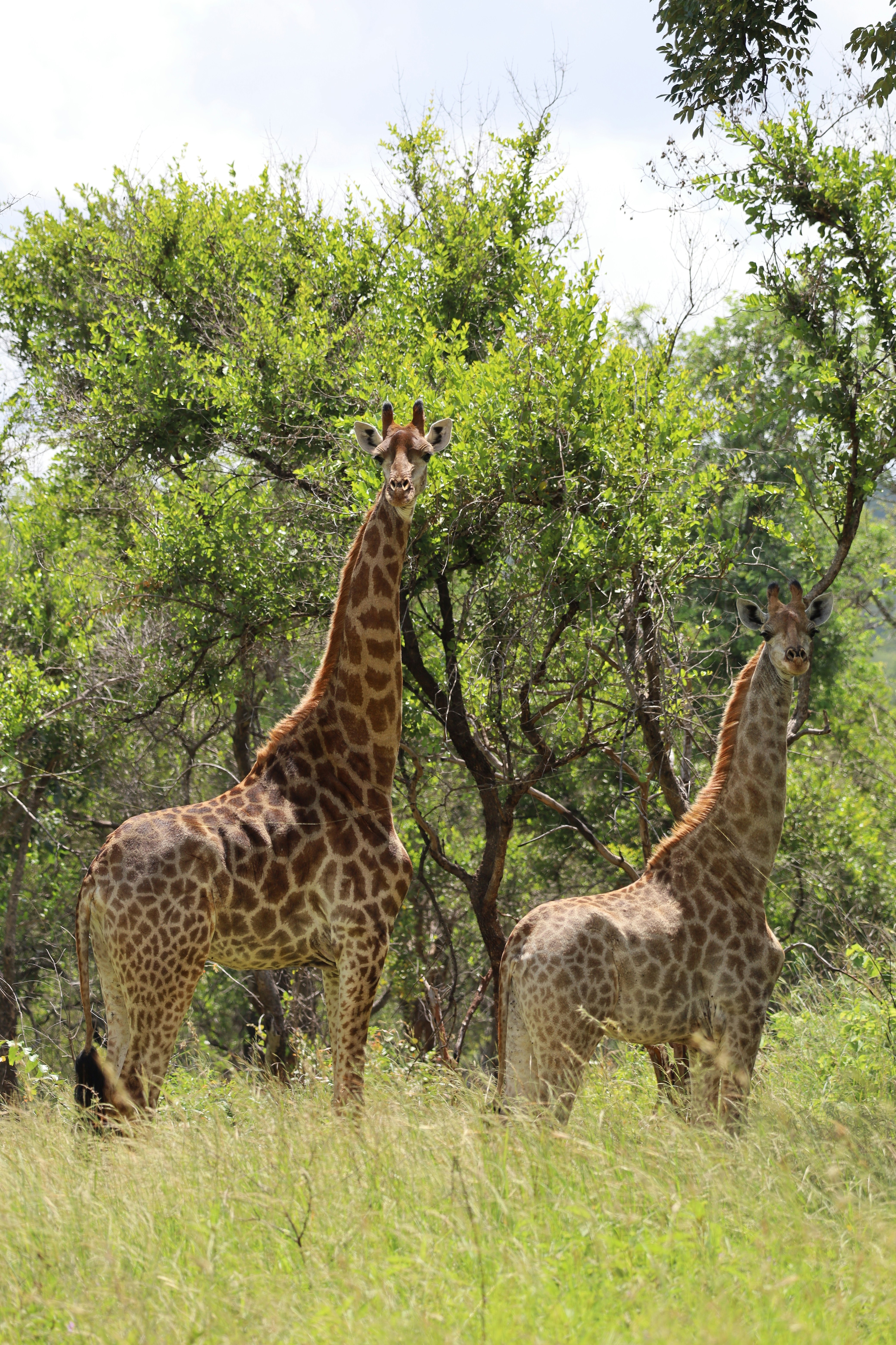 Two Serengeti Sentinels: Giraffes Beneath the Canopy