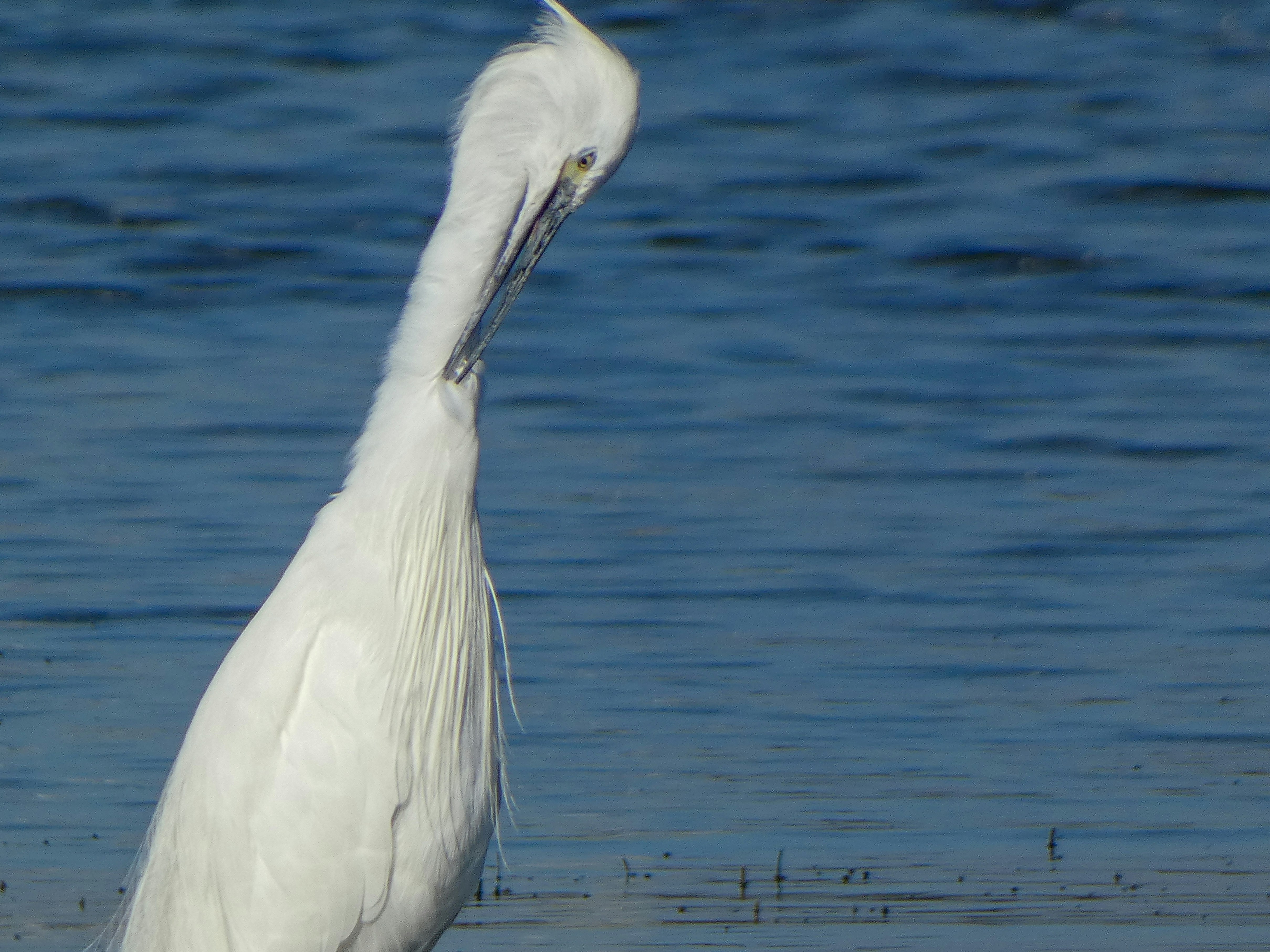 Elegant White Heron at Water's Edge