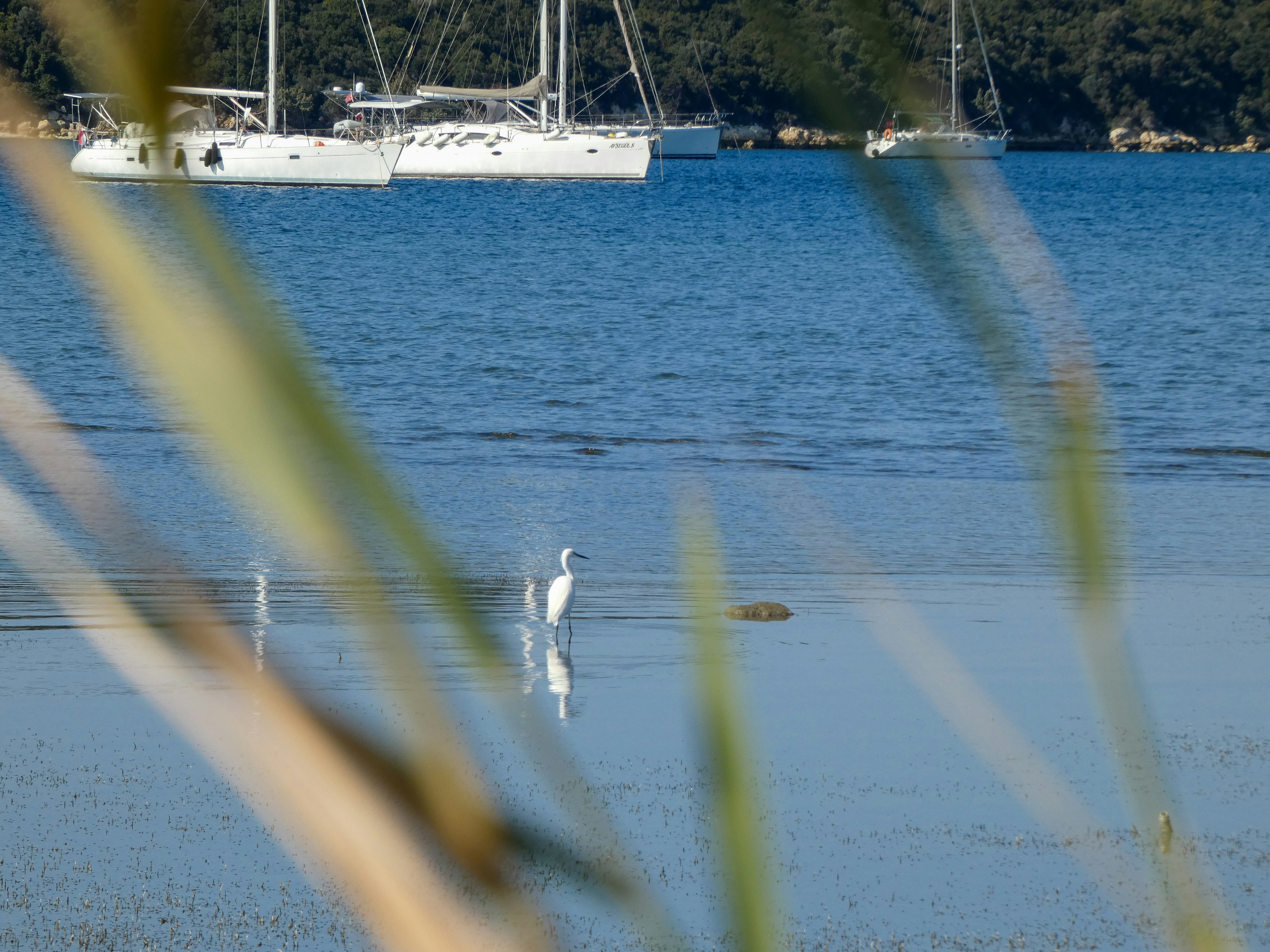 A white bird stands in the serene water.