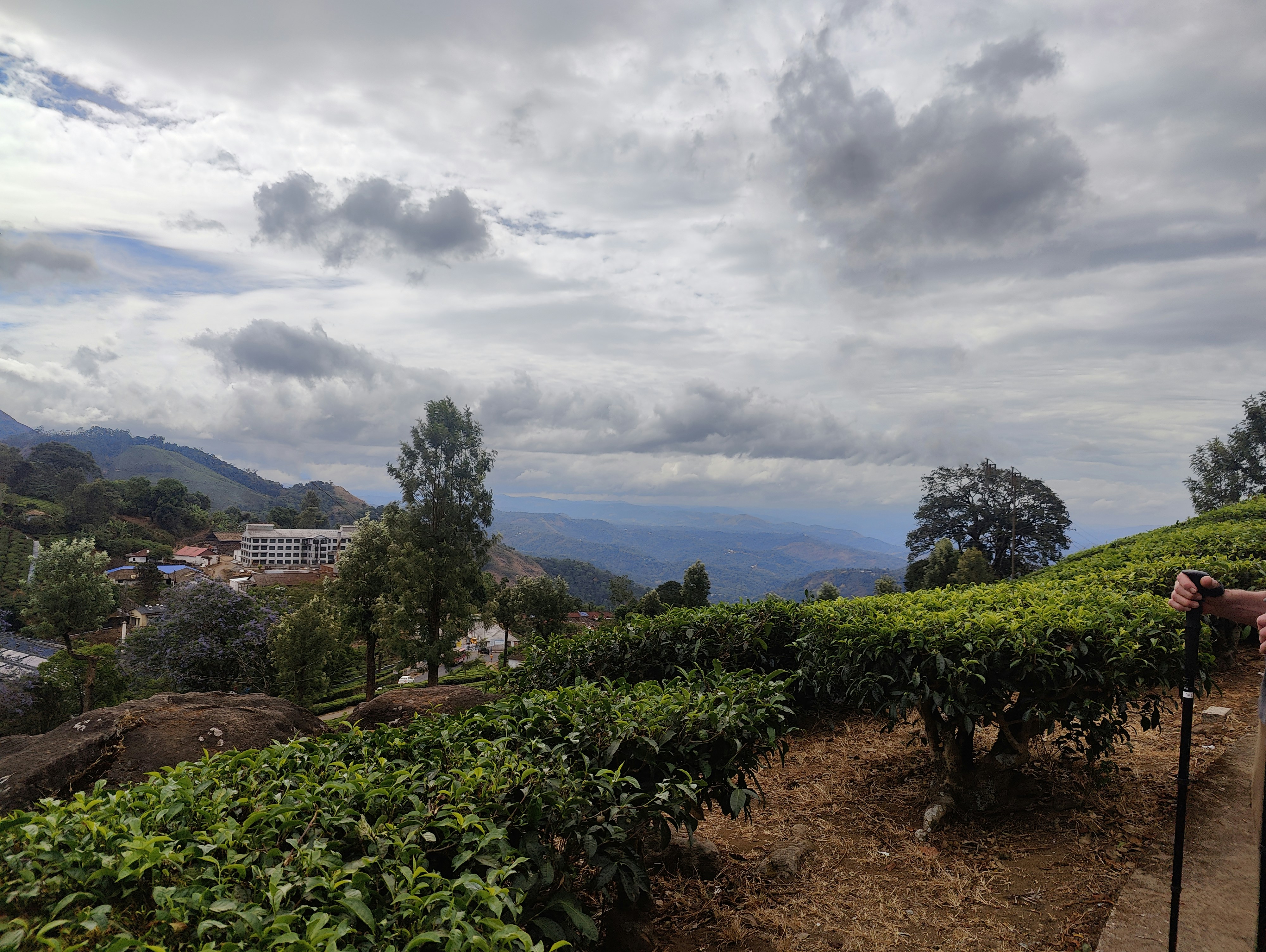 Green tea bushes stretch across rolling hills under a cloudy sky, with distant mountains fading into the horizon.