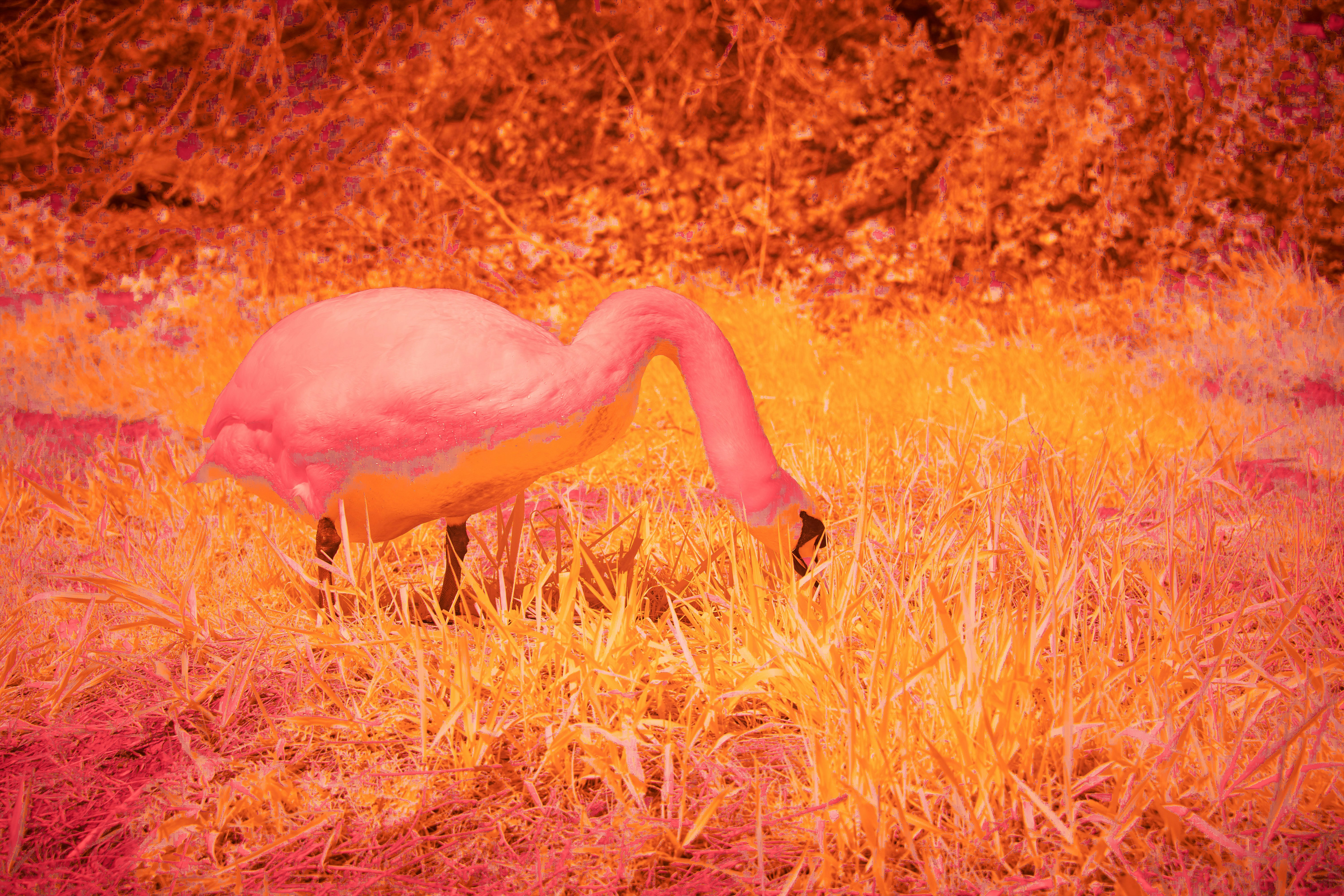 Crimson Portrait: Flamingo Amid Saturated Marsh