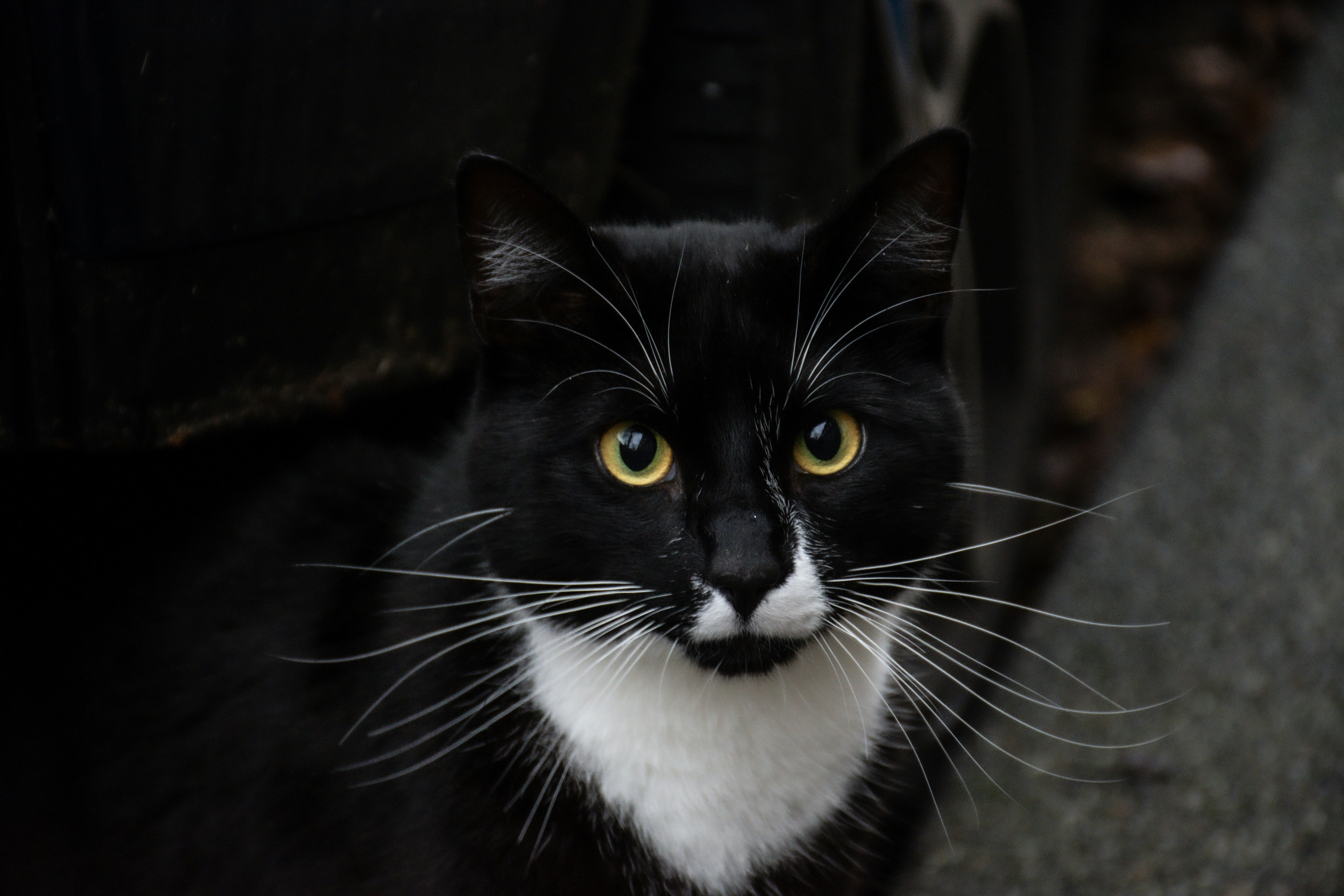 Black and white cat with striking yellow eyes sits attentively in a shaded outdoor setting.
