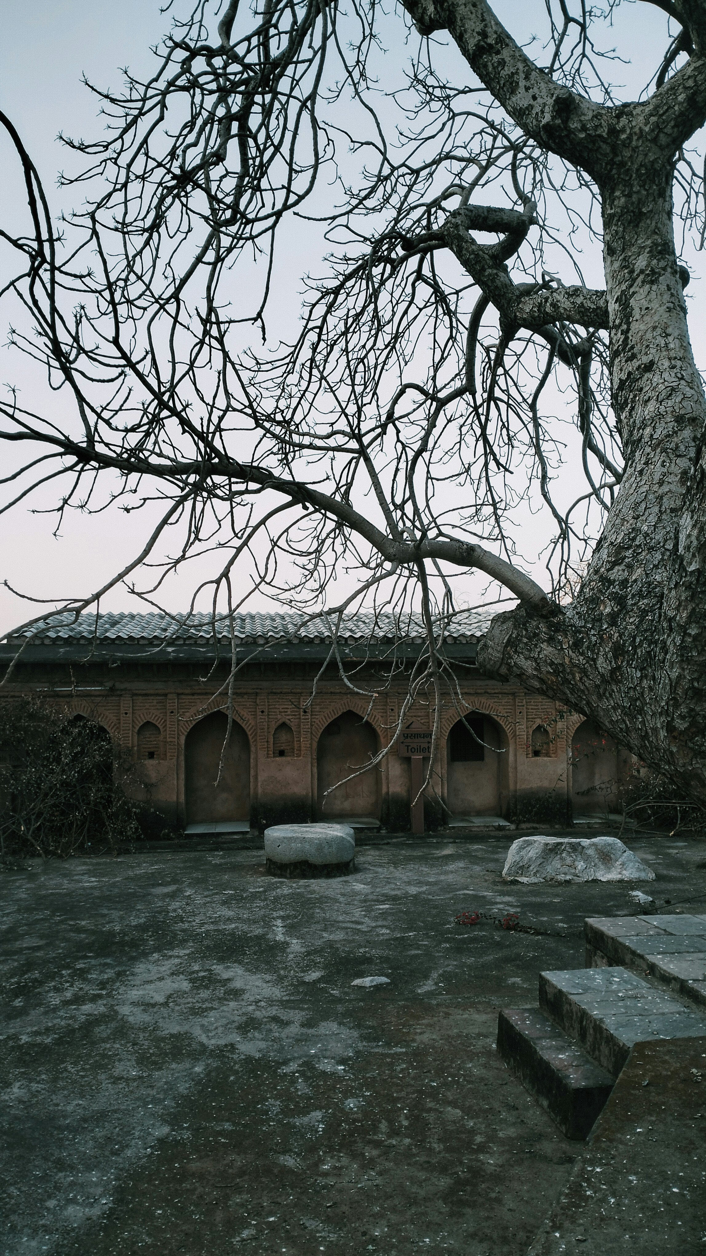 An ancient tree stretches its gnarled branches over a weathered courtyard, hinting at stories etched in time. The rustic architecture adds a historical charm.