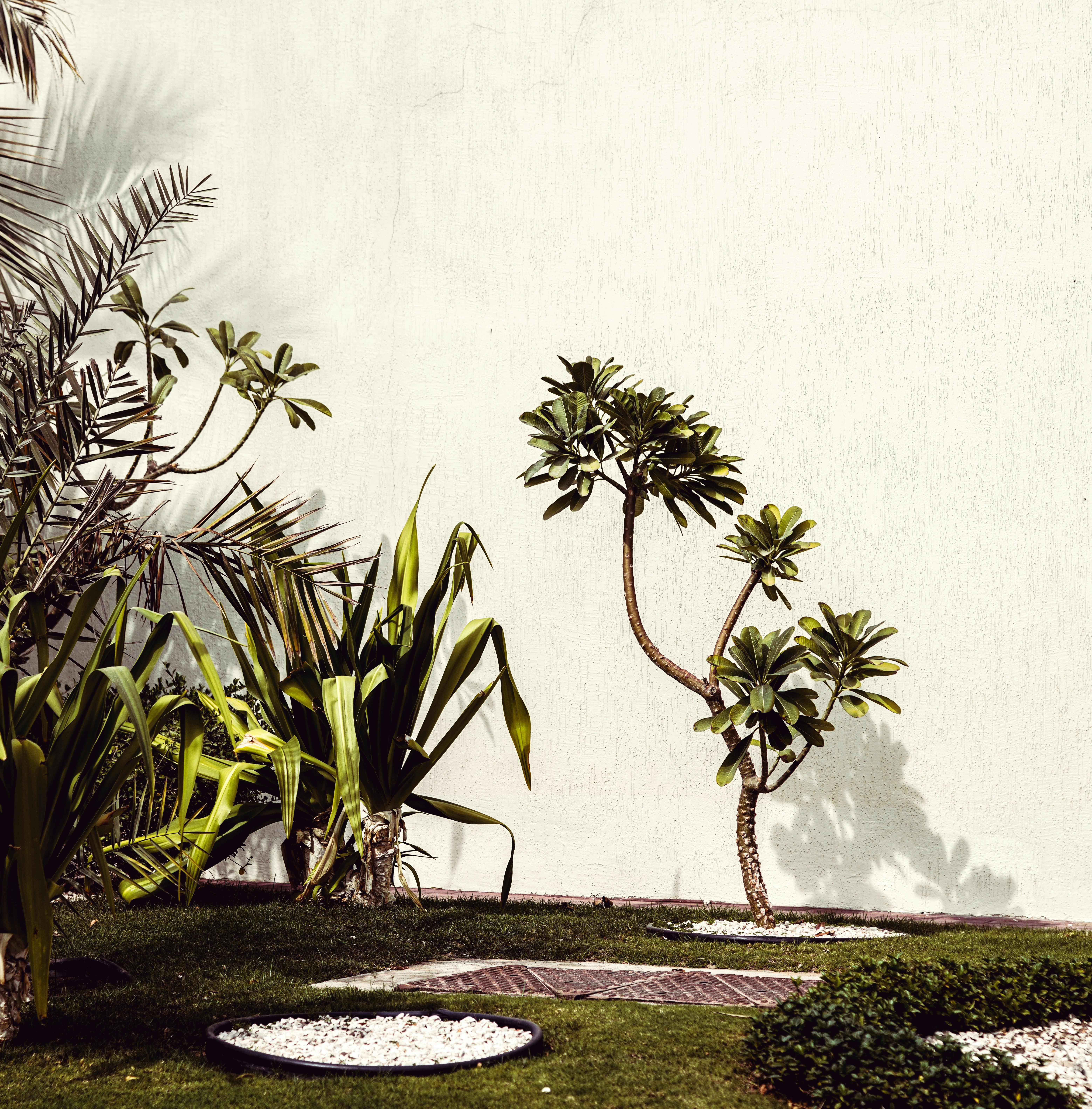 Minimal Garden Sculptures: Pleasing Line of Trees Against a Neutral Wall